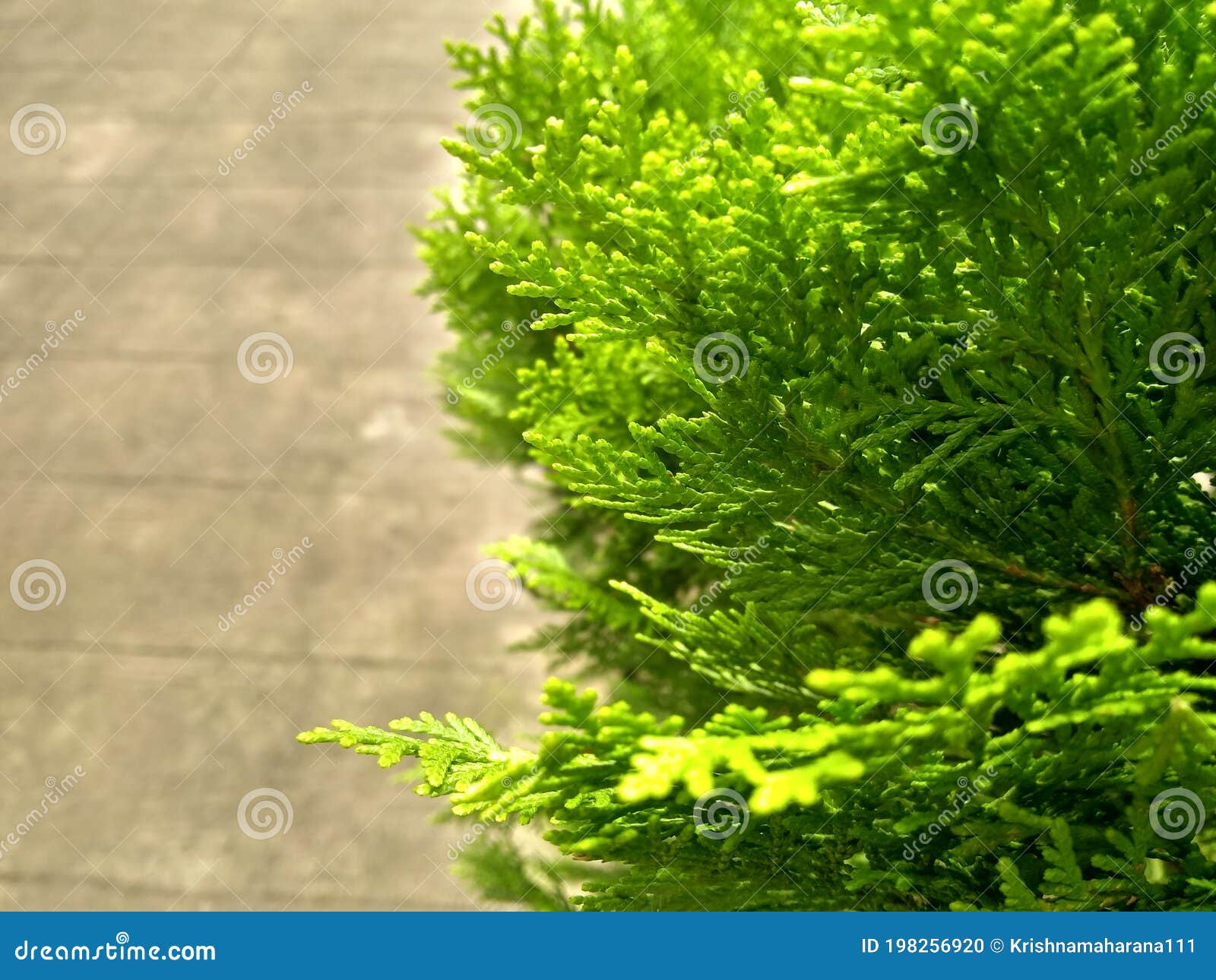Coniferous Trees Leaf`s Close Up Photo at Outside Stock Photo - Image ...
