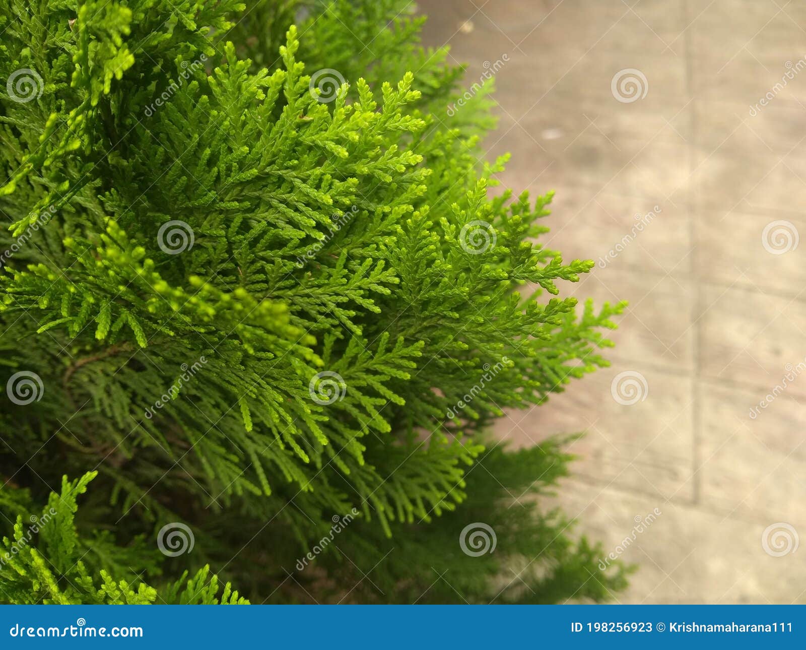 Coniferous Trees Leaf`s Close Up Photo at Outside Stock Image - Image ...