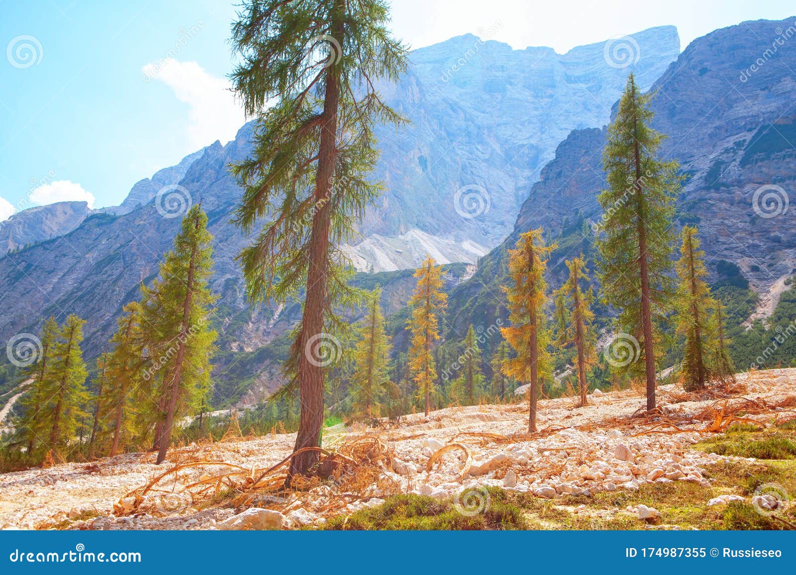Coniferous Trees and Mountains Stock Image - Image of blue, pine: 174987355