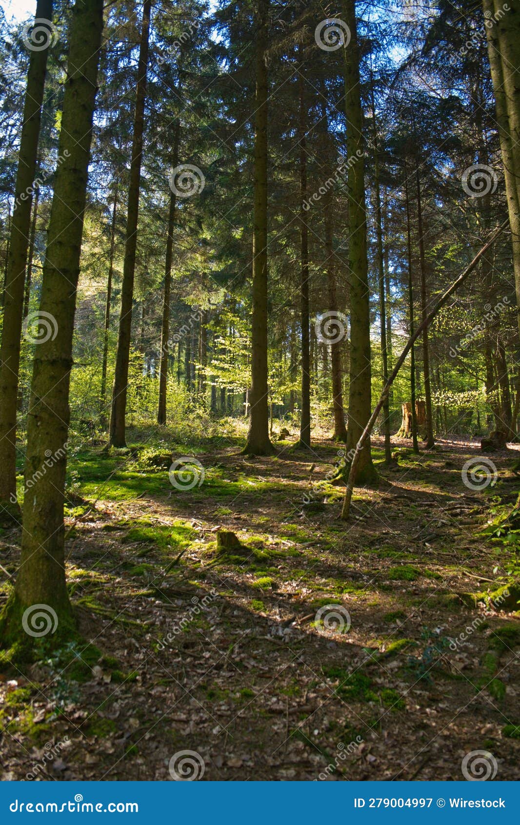 Coniferous Trees in a Row, Abstract Perspective Stock Image - Image of ...