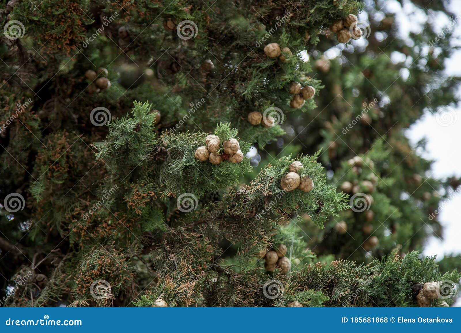 Coniferous Trees with Short Needles Stock Photo - Image of evergreen ...