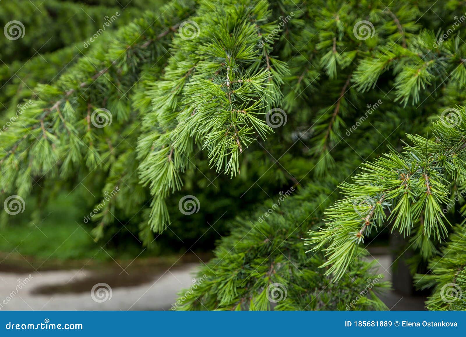 Coniferous Trees with Short Needles Stock Image - Image of plant, wood ...