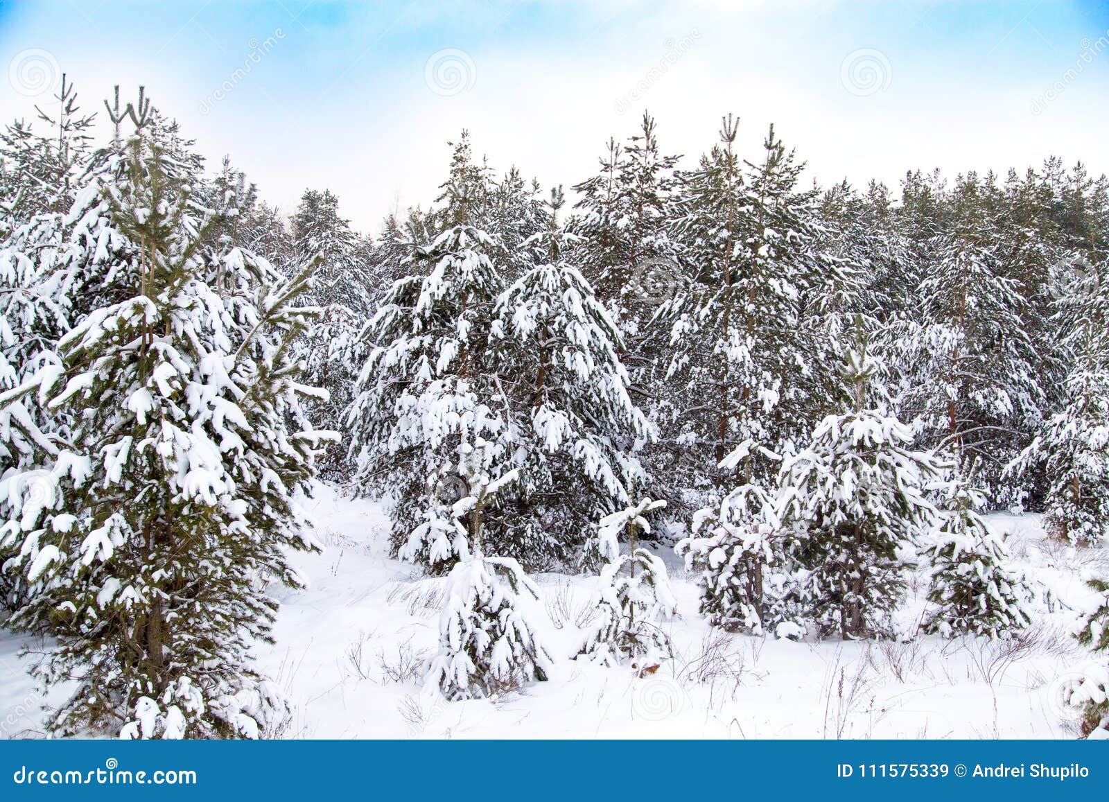 Coniferous Trees in Snow on Nature in Winter Stock Image - Image of ...