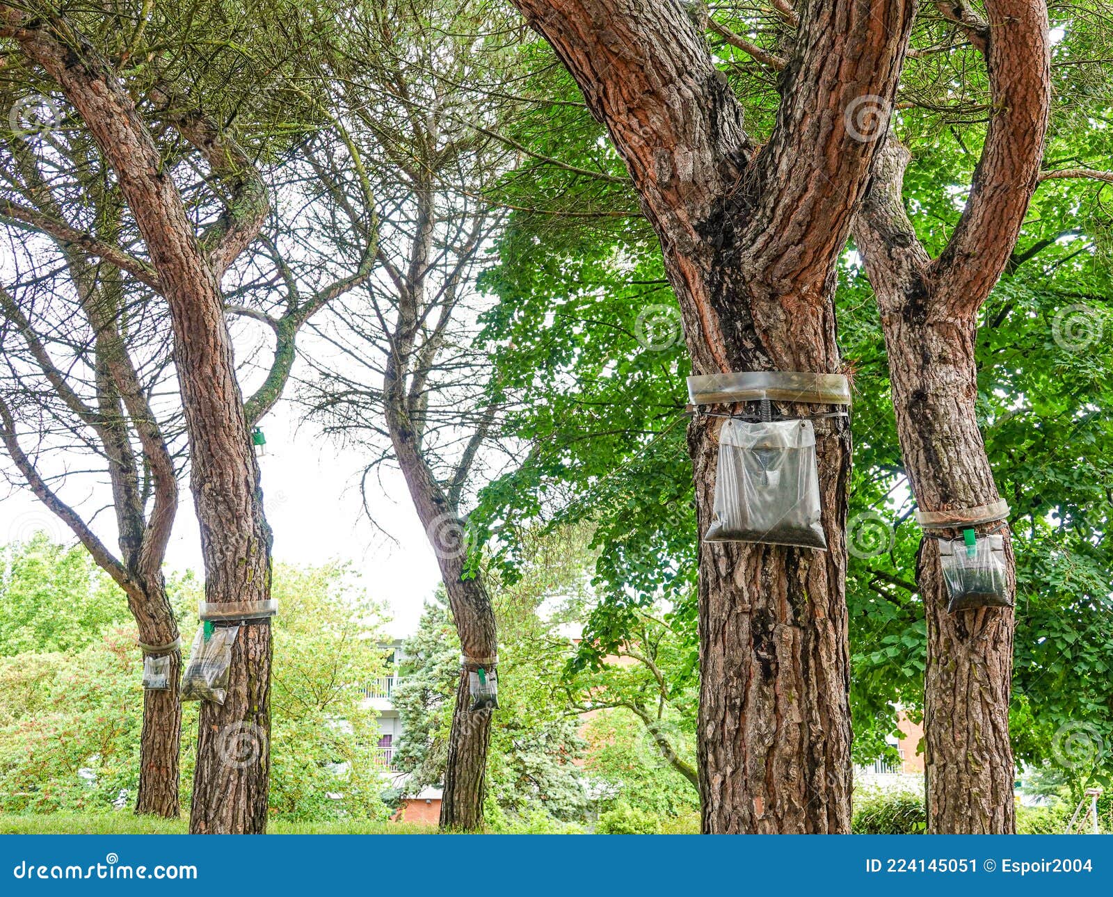 Coniferous Trees in Town with Traps for Pine Processionary Caterpillar ...