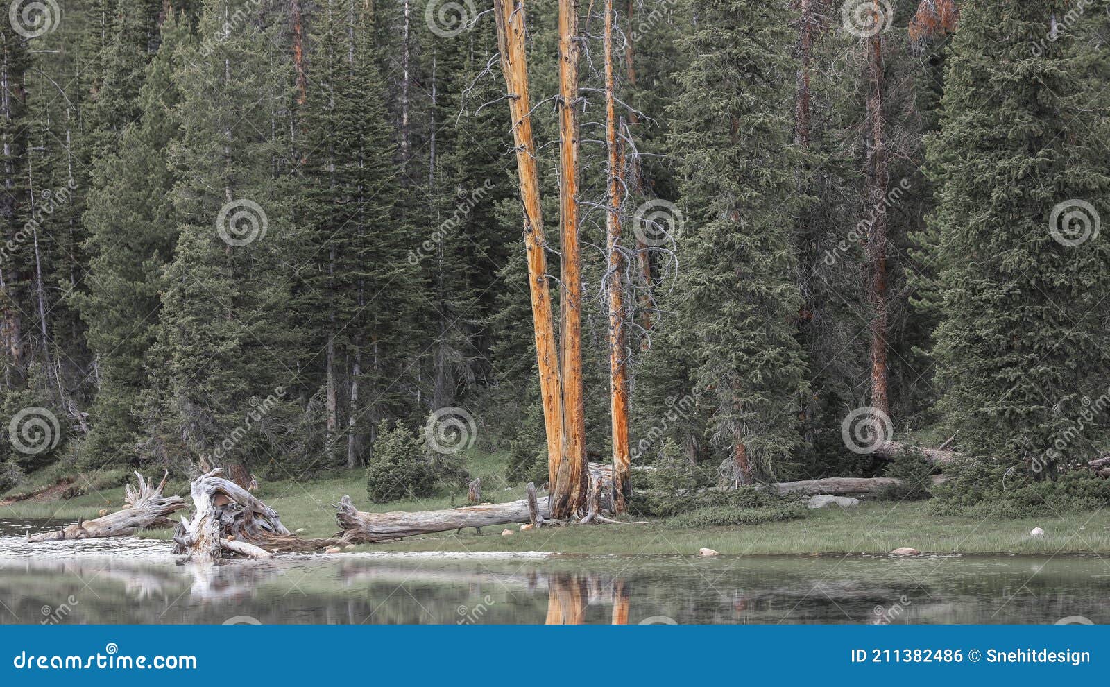 Coniferous Trees in Uinta Wasatch National Forest in Utah Stock Photo ...