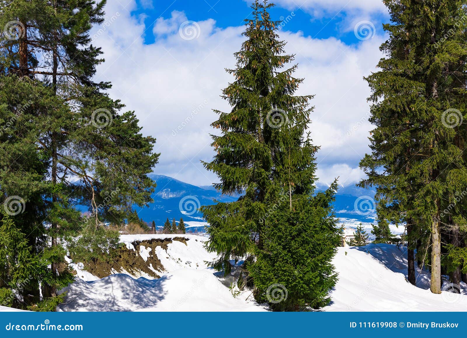 Coniferous Forest in Winter Stock Photo - Image of christmas, pine ...