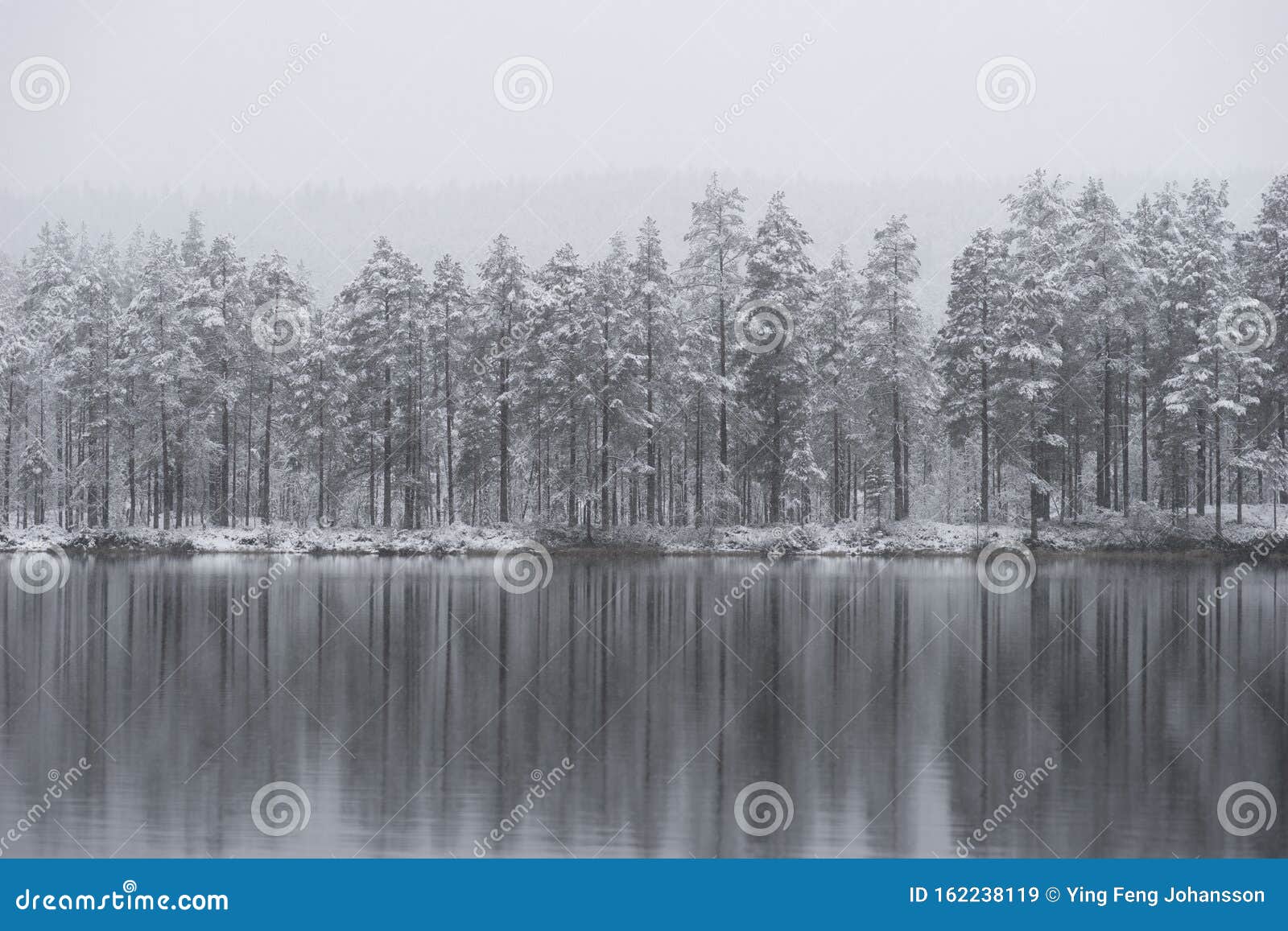 Coniferous Trees in Winter, Reflected in River or Lake Stock Image ...