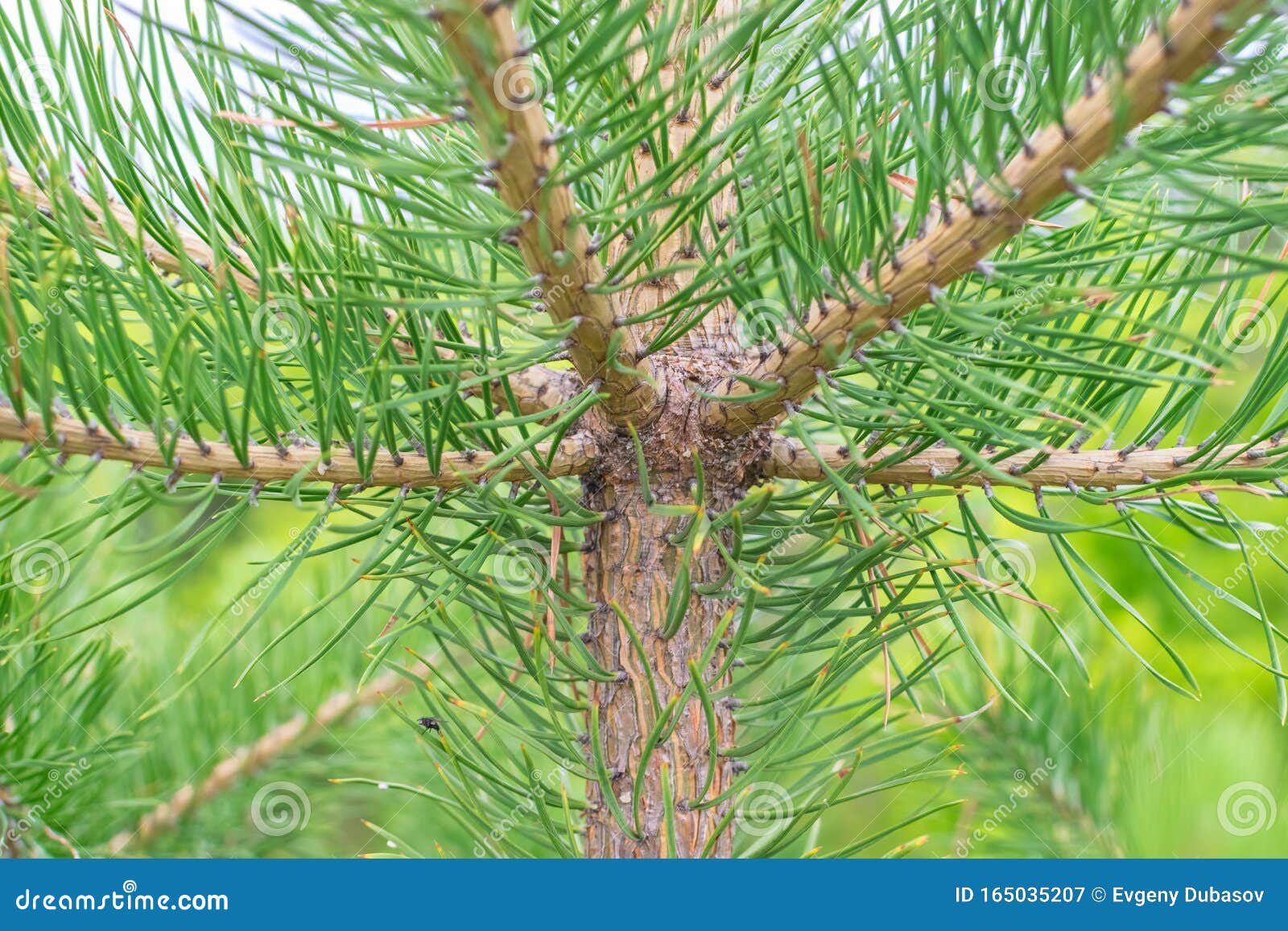 Coniferous Trunk with Branch Base and Green Needles and Brown Bark ...