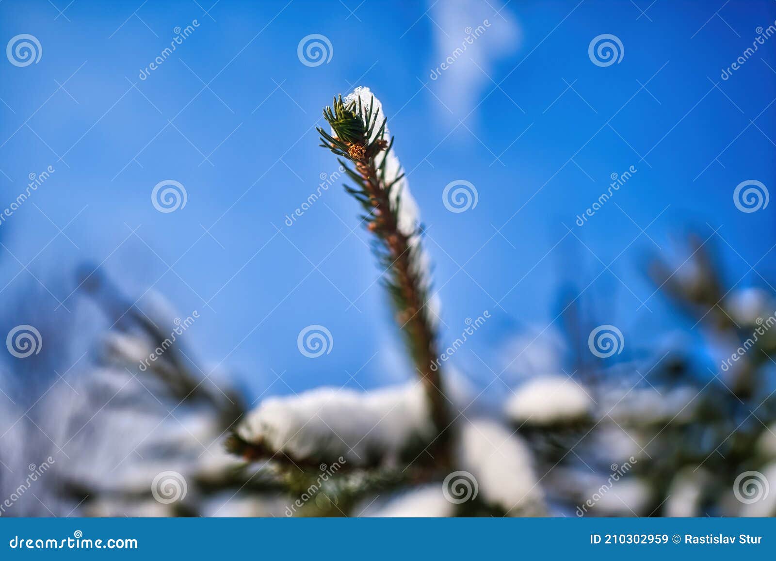 Coniferous Twig with Ice and Snow Stock Image - Image of winter, white ...