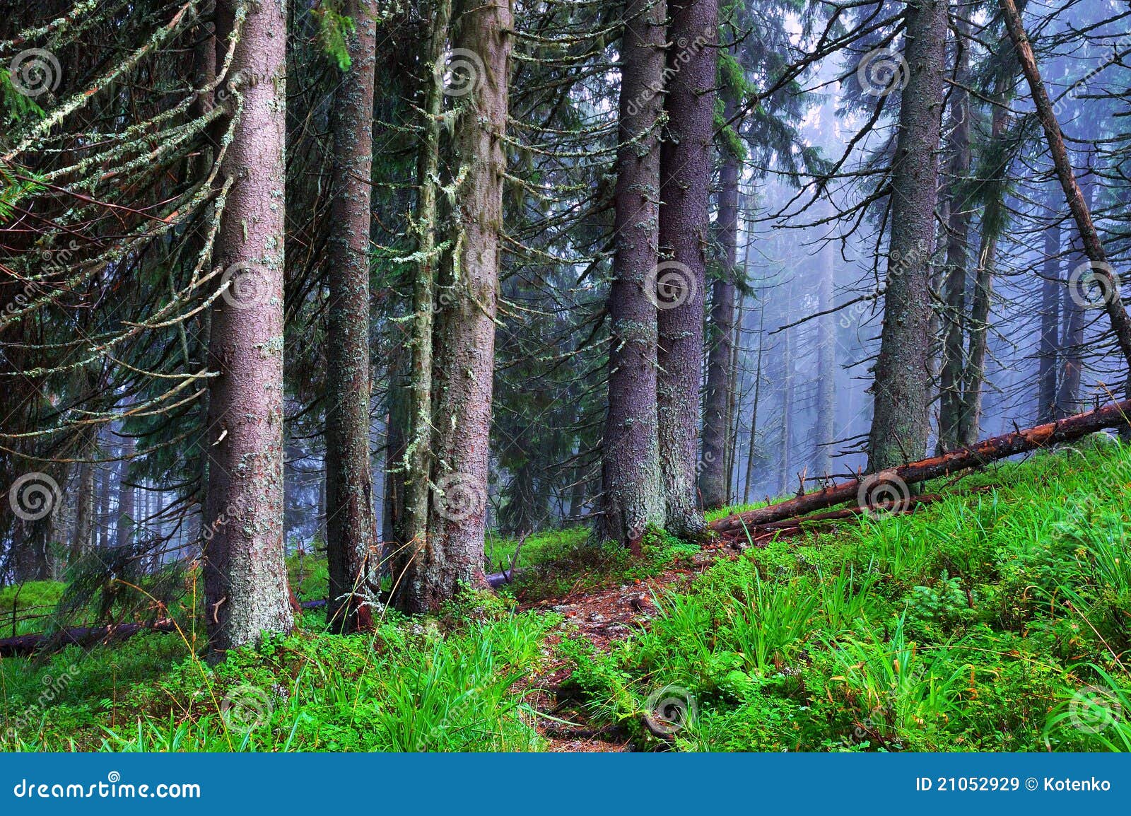 Coniferous wood stock image. Image of park, scenery, geography - 21052929