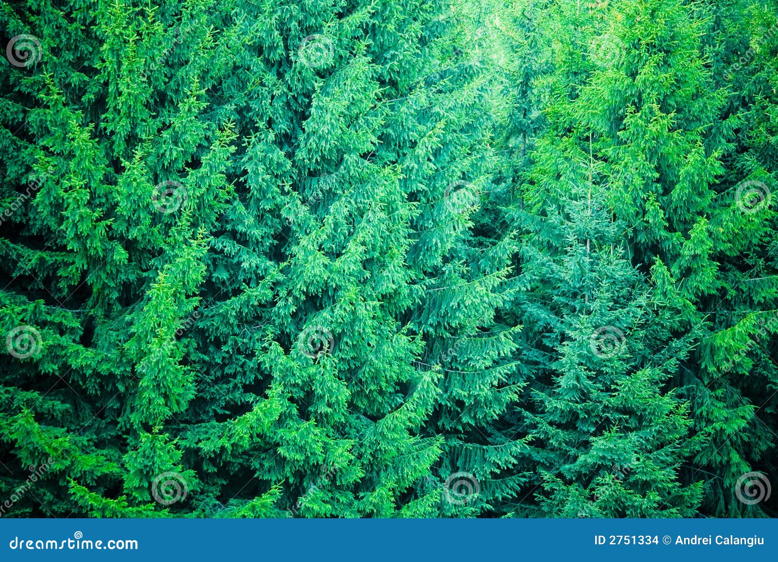 Coniferous wood stock photo. Image of plant, tree, summertime - 2751334