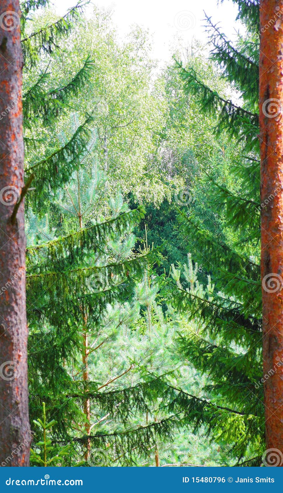 Conifers. stock photo. Image of clear, valley, freshness - 15480796