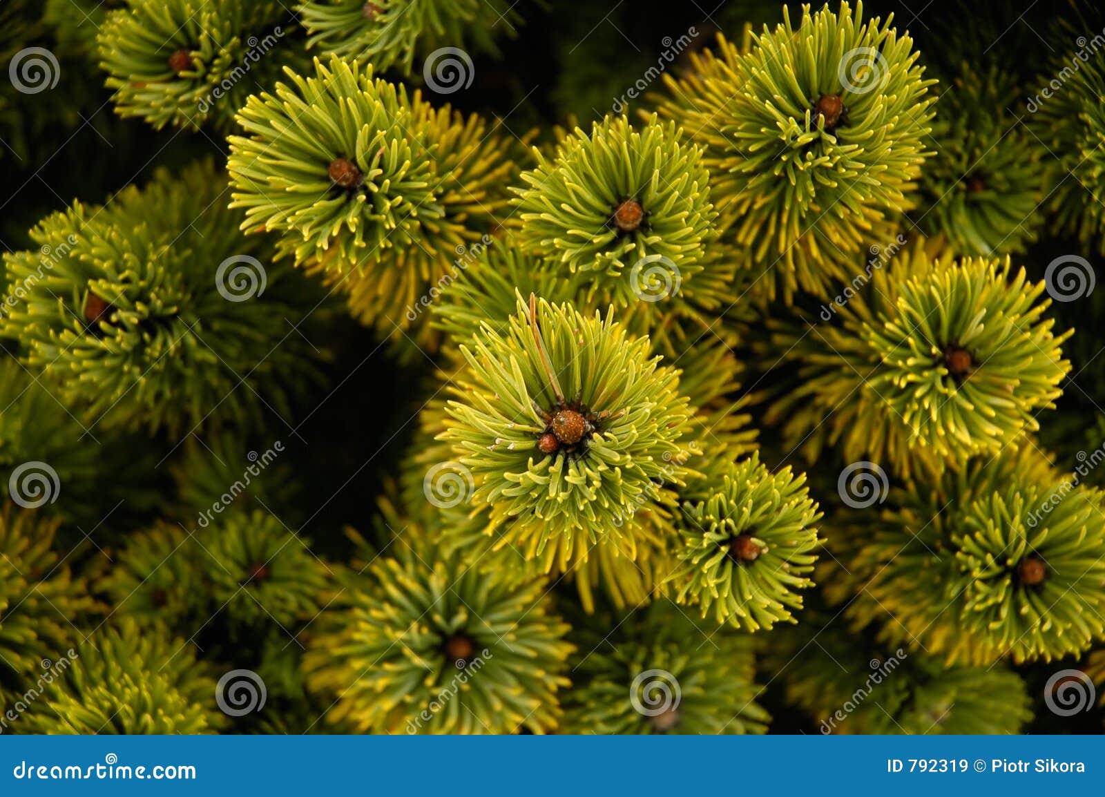 Conifers from above stock image. Image of rustic, branch - 792319