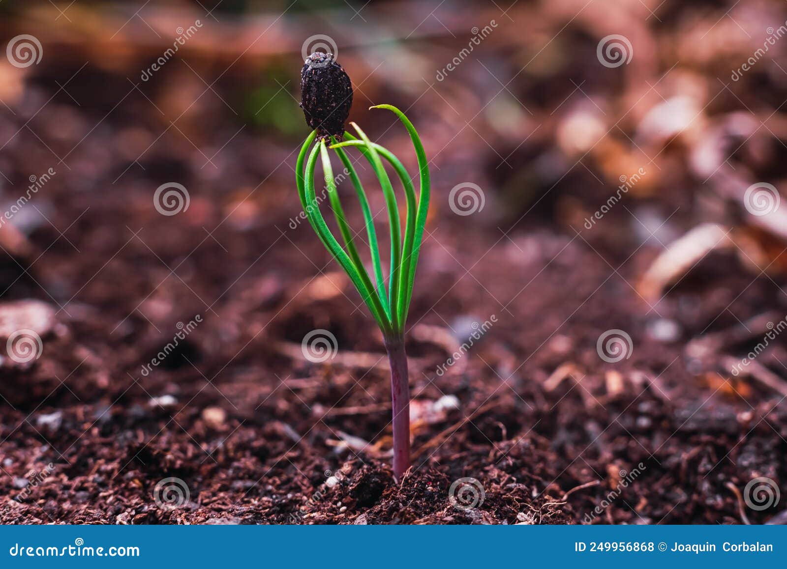 Conifers are Born from Seeds Fallen on the Fertile Soil, Sprouting from ...