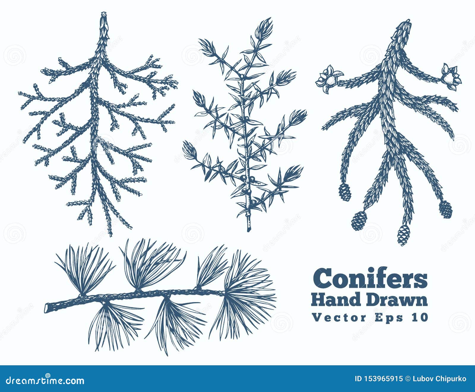 Conifers Hand Drawn Branches Vector Illustrations Set. Vintage Style ...
