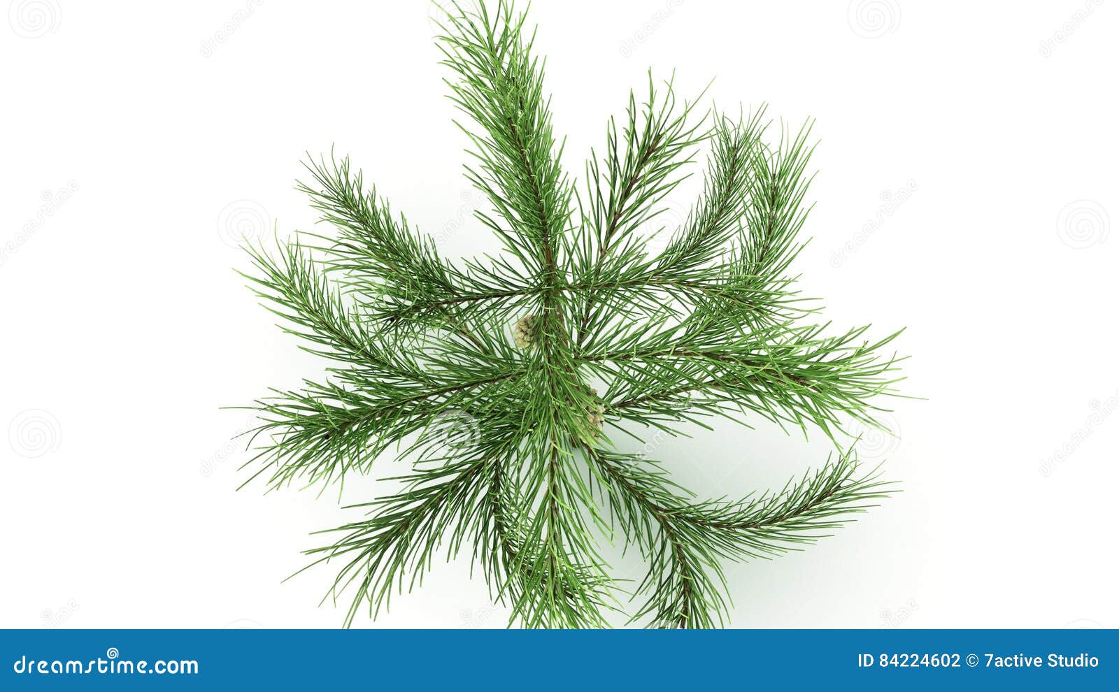 Conifer Leaf stock photo. Image of forest, coniferous - 84224602