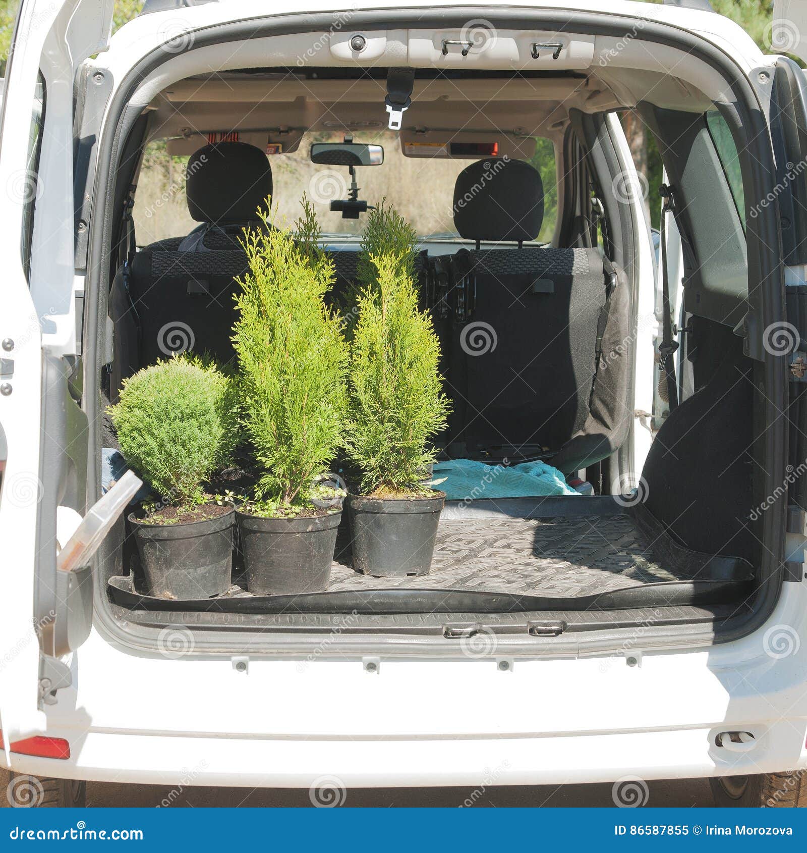 Conifers Pots Trunk Car Stock Photos - Free & Royalty-Free Stock Photos ...
