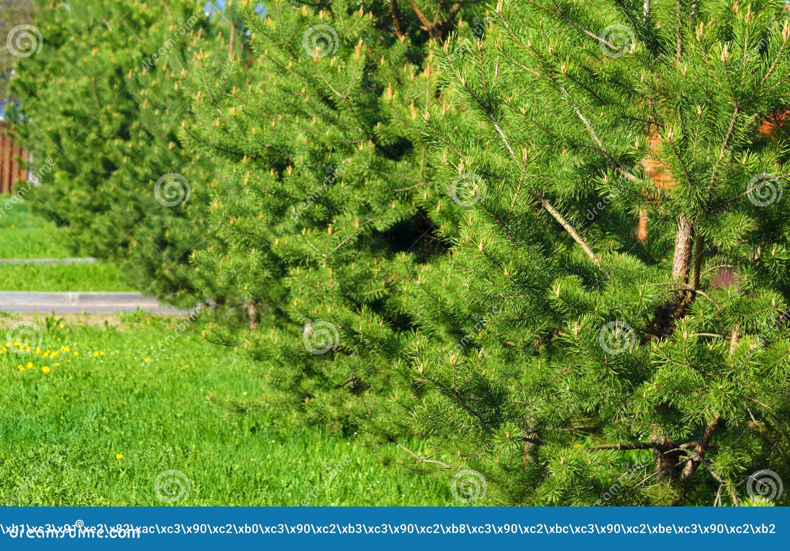 Conifers in a Row General Plan Color Stock Image - Image of large ...
