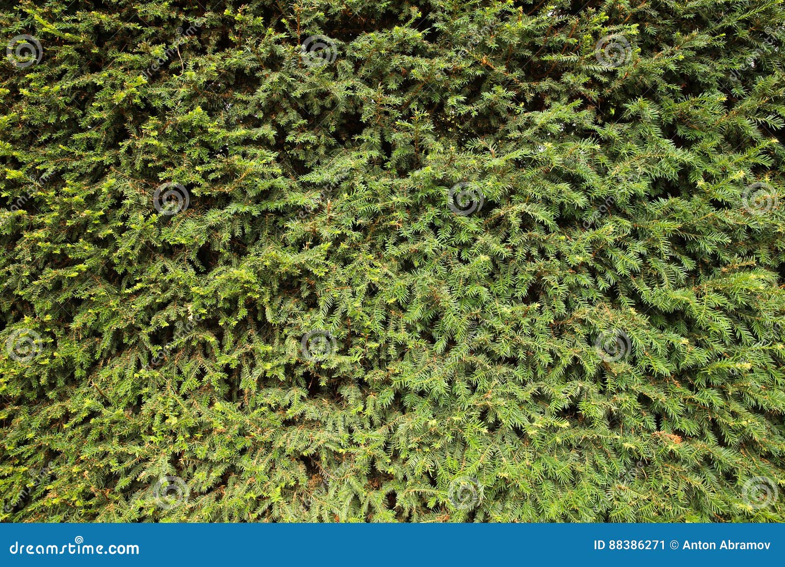 CONIFERS texture stock image. Image of wood, plant, pine - 88386271