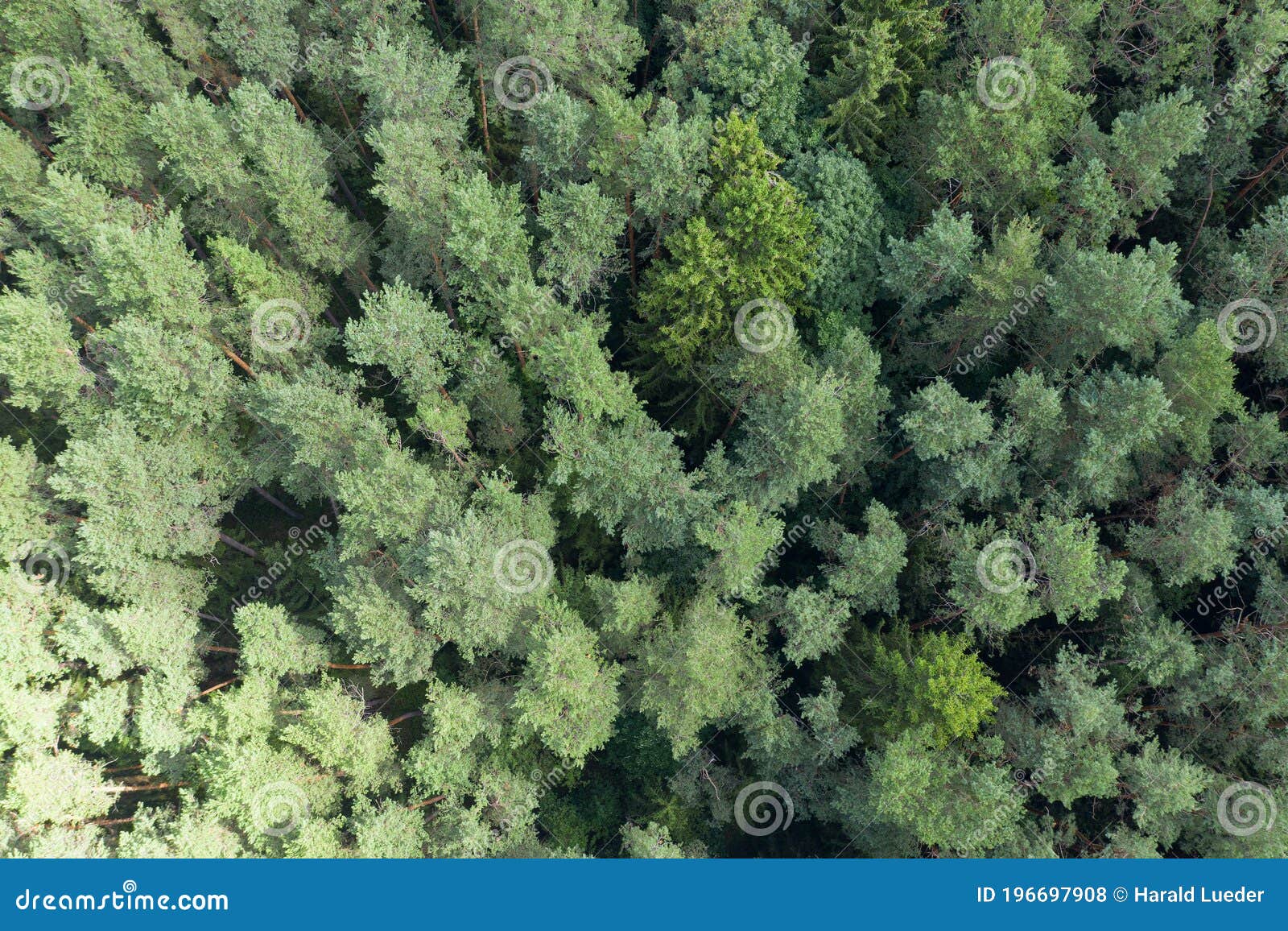 Conifers in the top view stock photo. Image of outdoors - 196697908