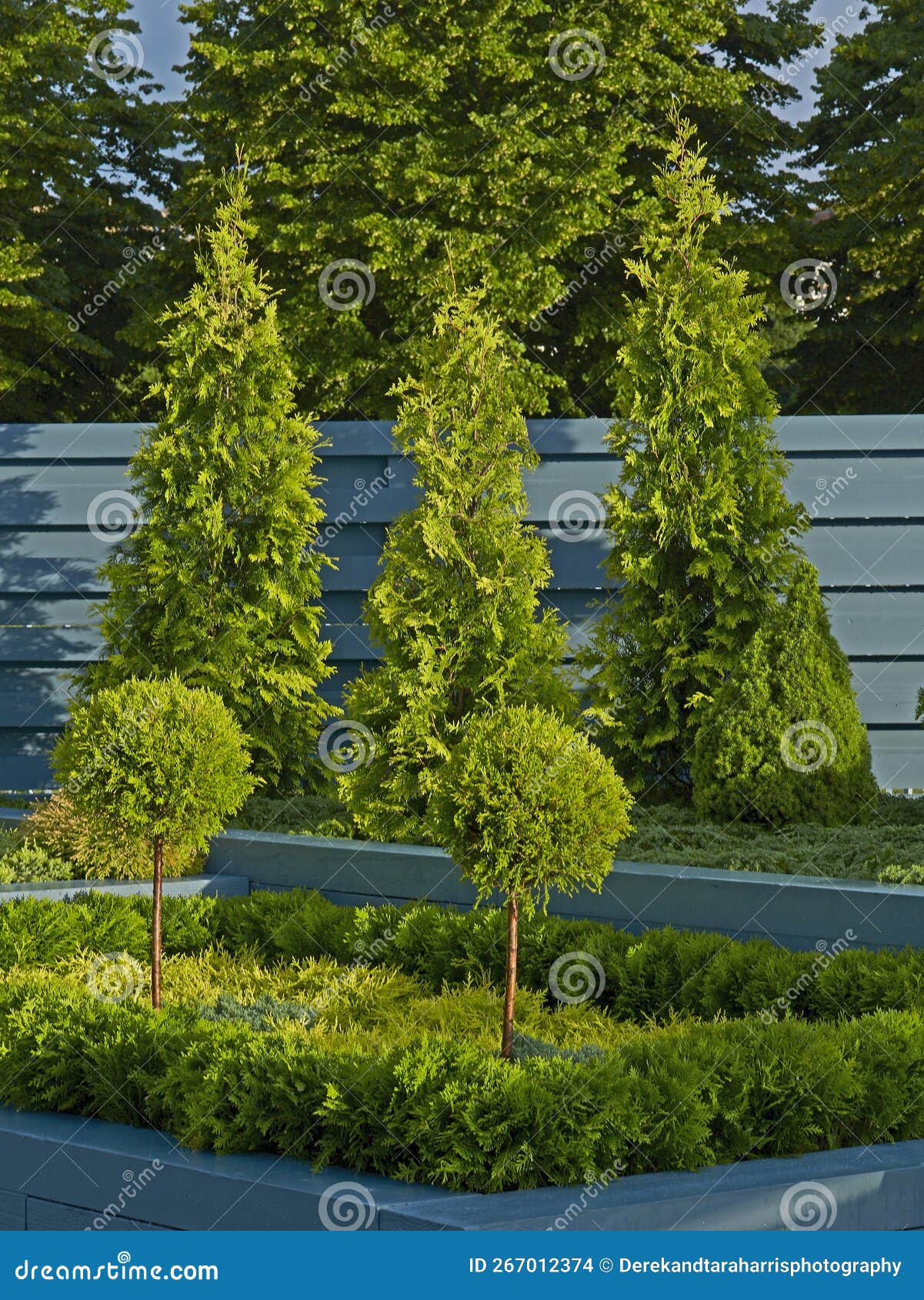 Conifers and Topiary Display in a Raised Terreced Border in a Show ...