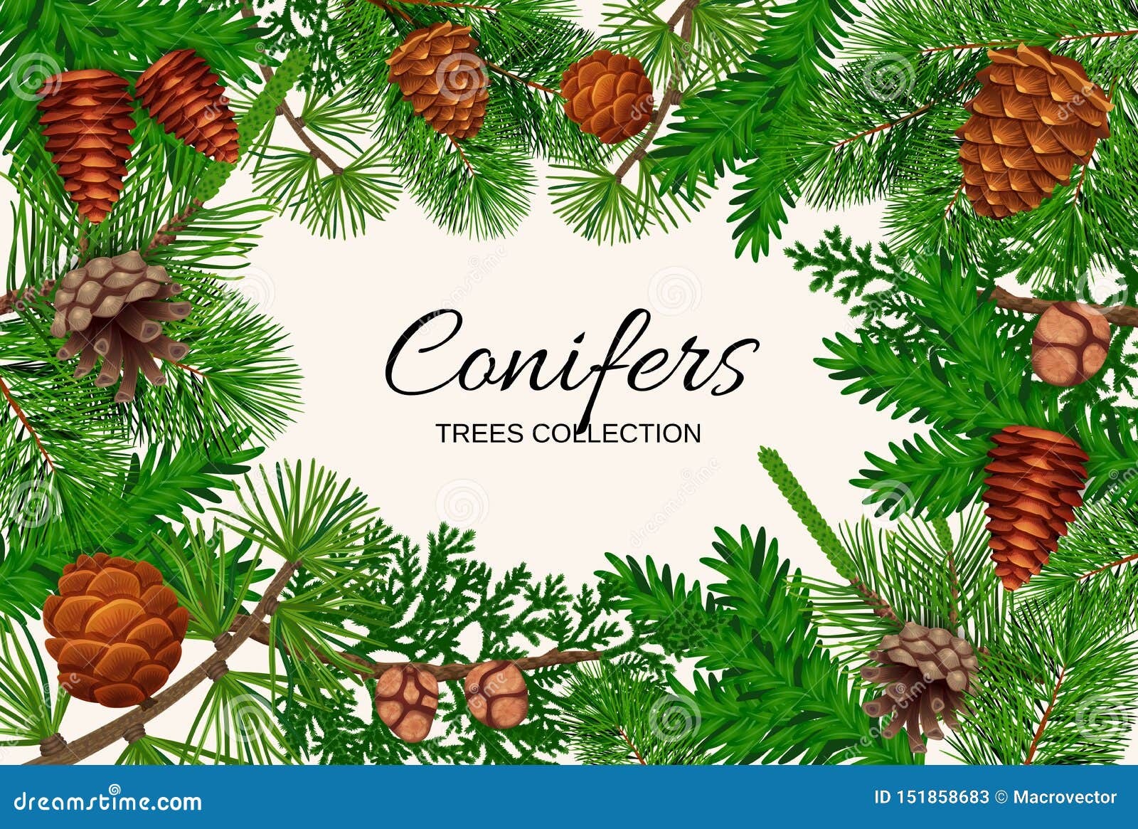 Conifers Trees Frame Composition Stock Vector - Illustration of ...