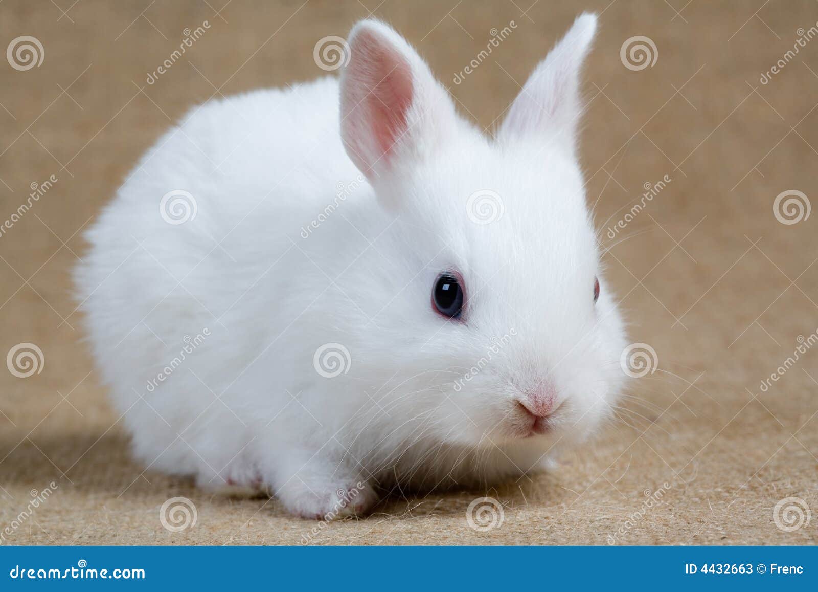 Coniglietto bianco immagine stock. Immagine di alimento - 4432663