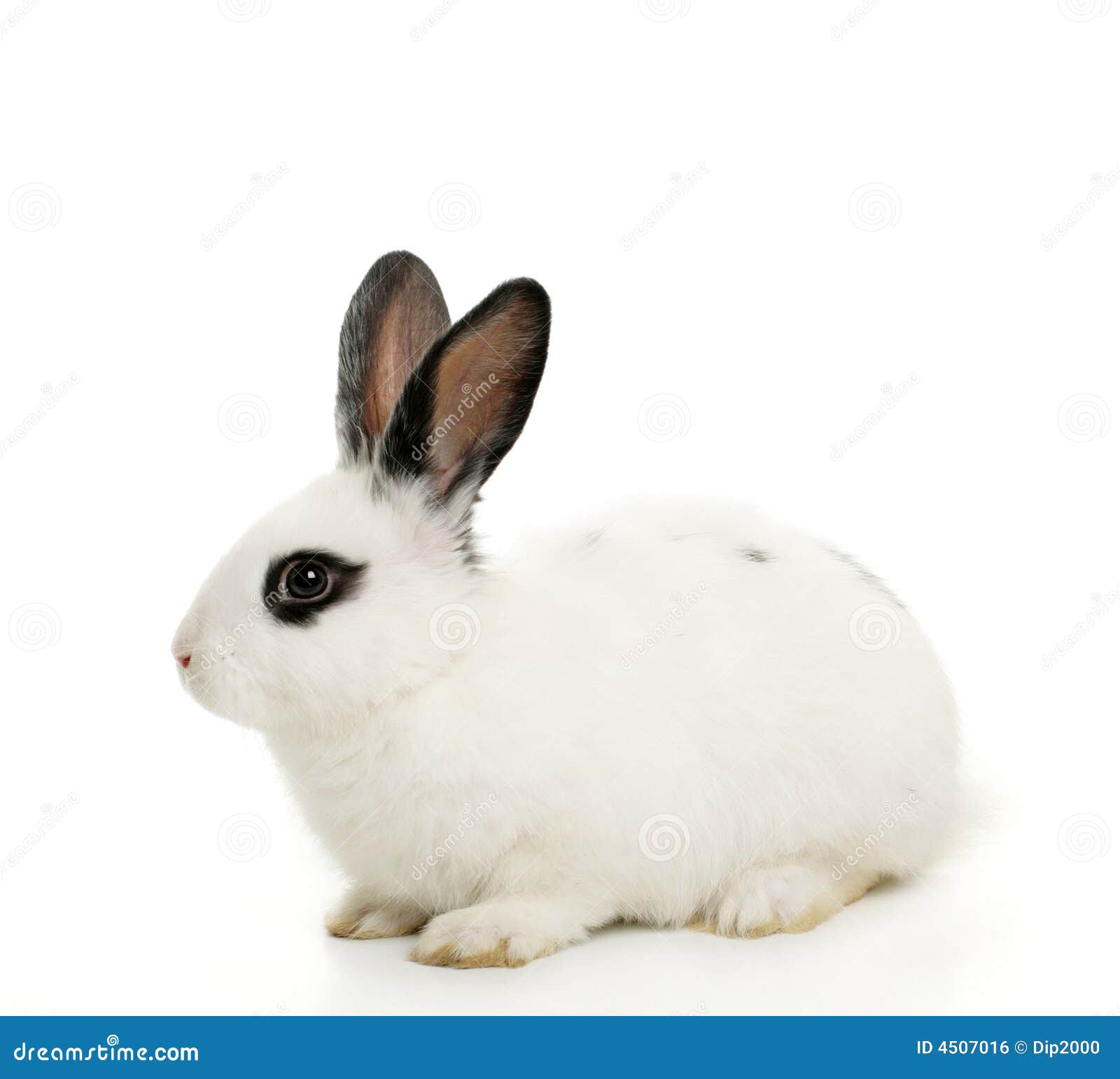 Coniglietto sveglio fotografia stock. Immagine di lanuginoso - 4507016