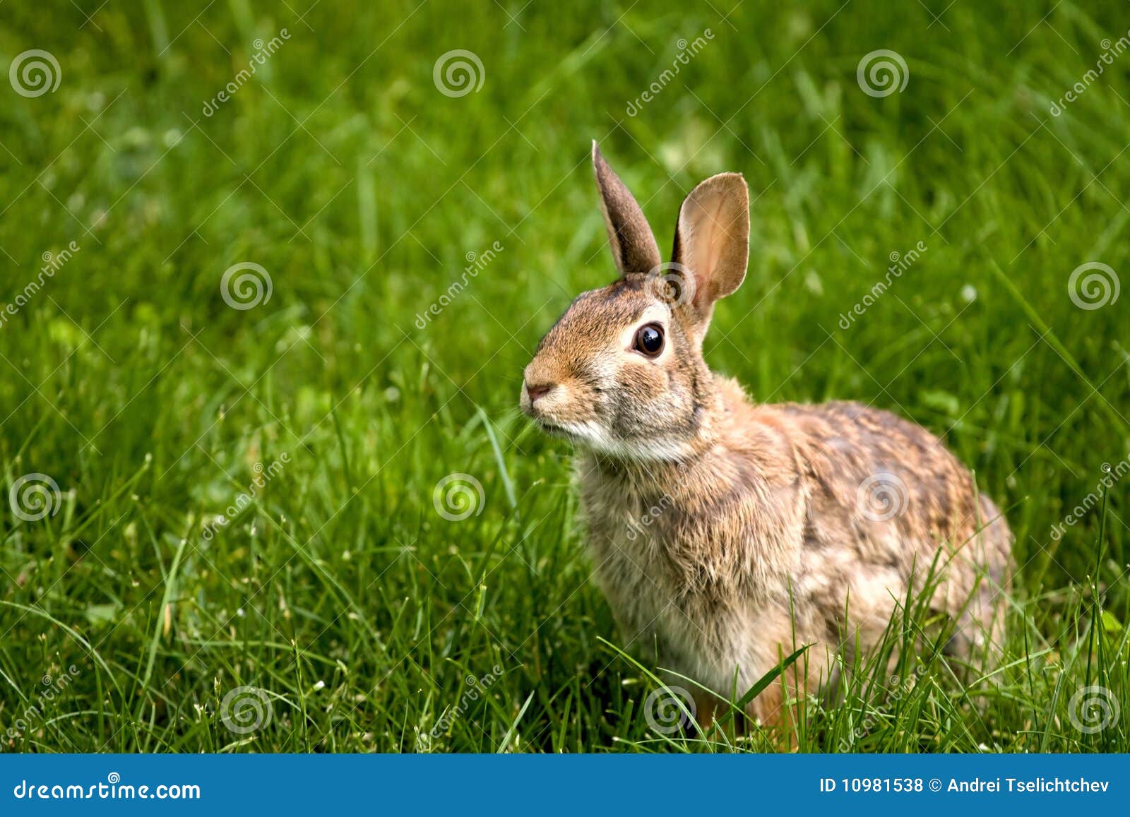 Coniglio fotografia stock. Immagine di estate, animale - 10981538