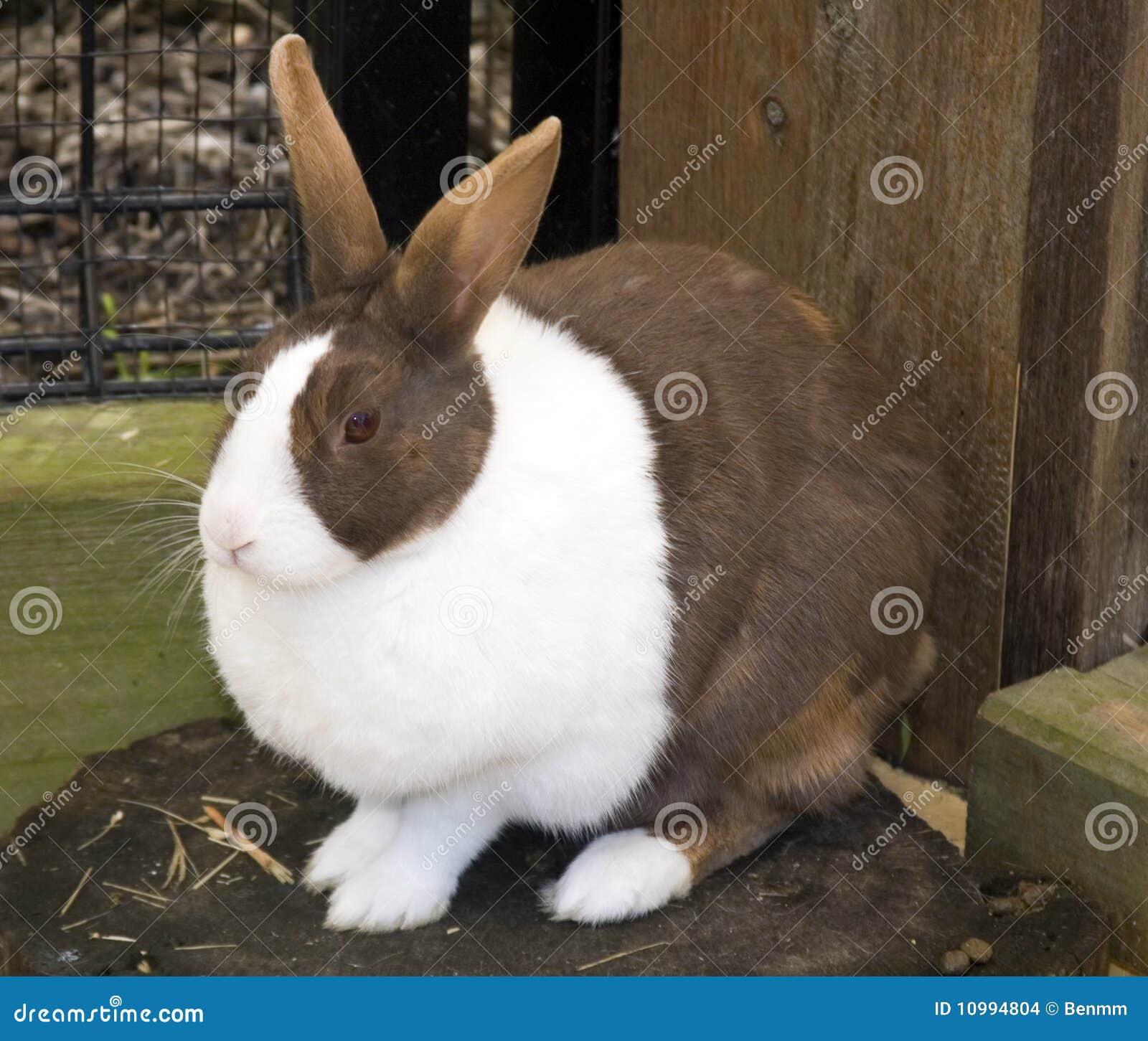 Coniglio fotografia stock. Immagine di animale, roditore - 10994804