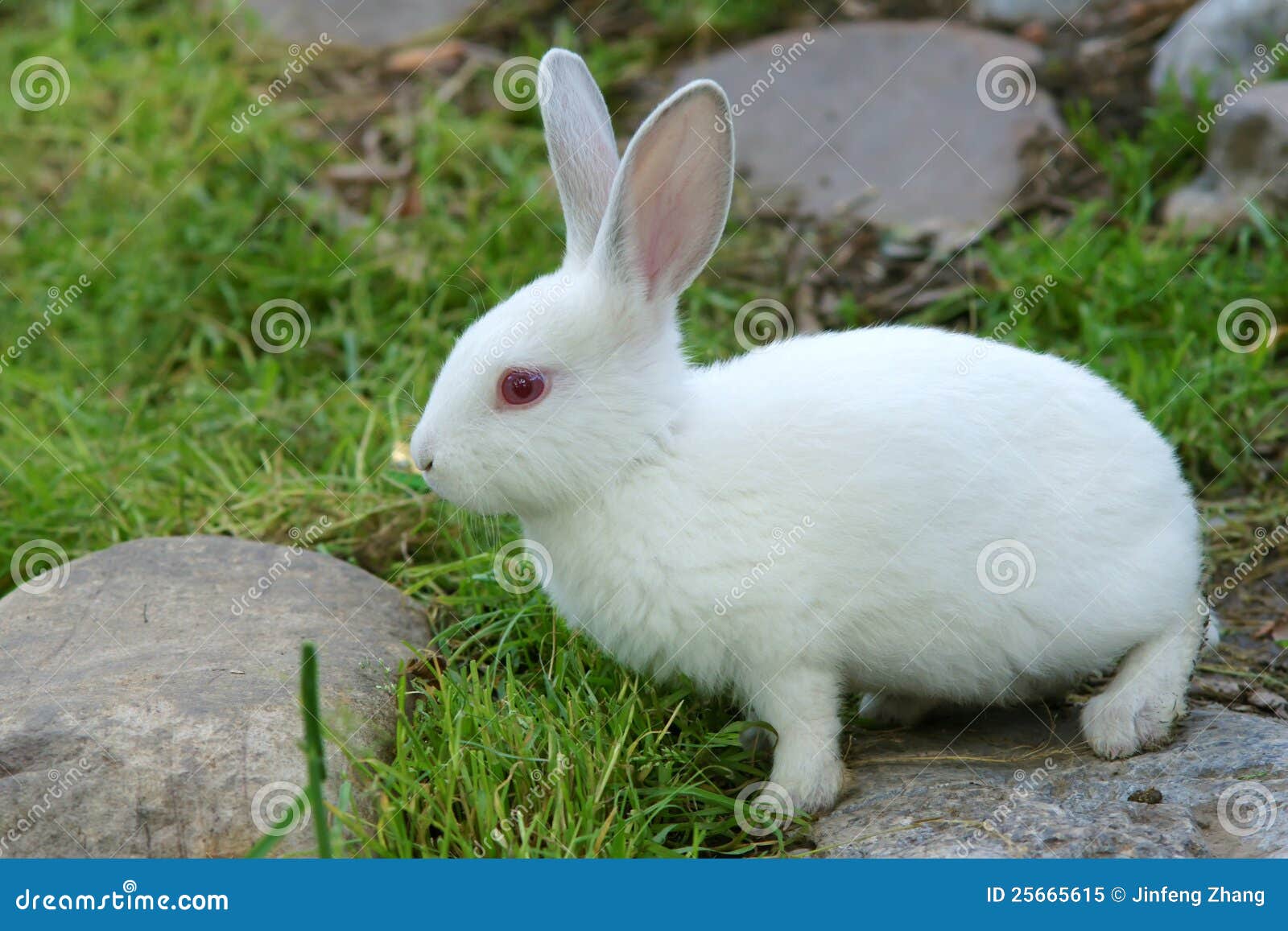 Coniglio immagine stock. Immagine di animale, orecchio - 25665615