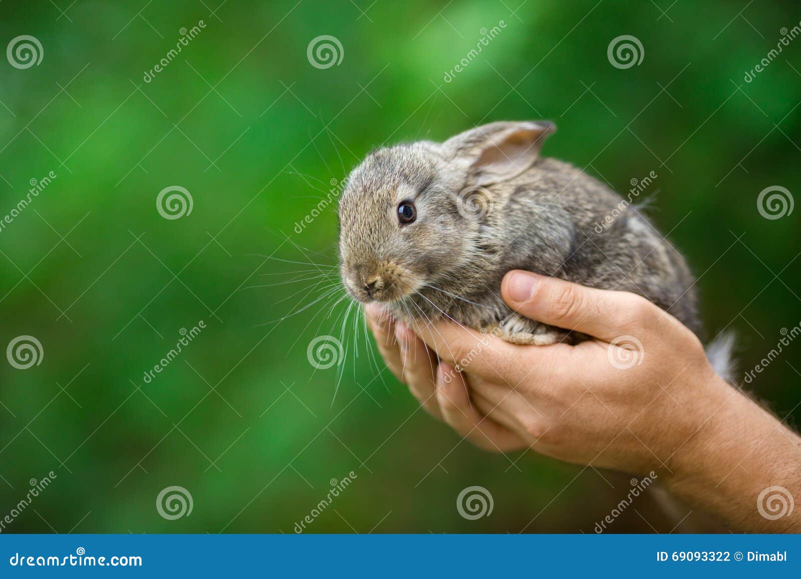 Coniglio Animale in Mani Dell'uomo Fotografia Stock - Immagine di mani ...