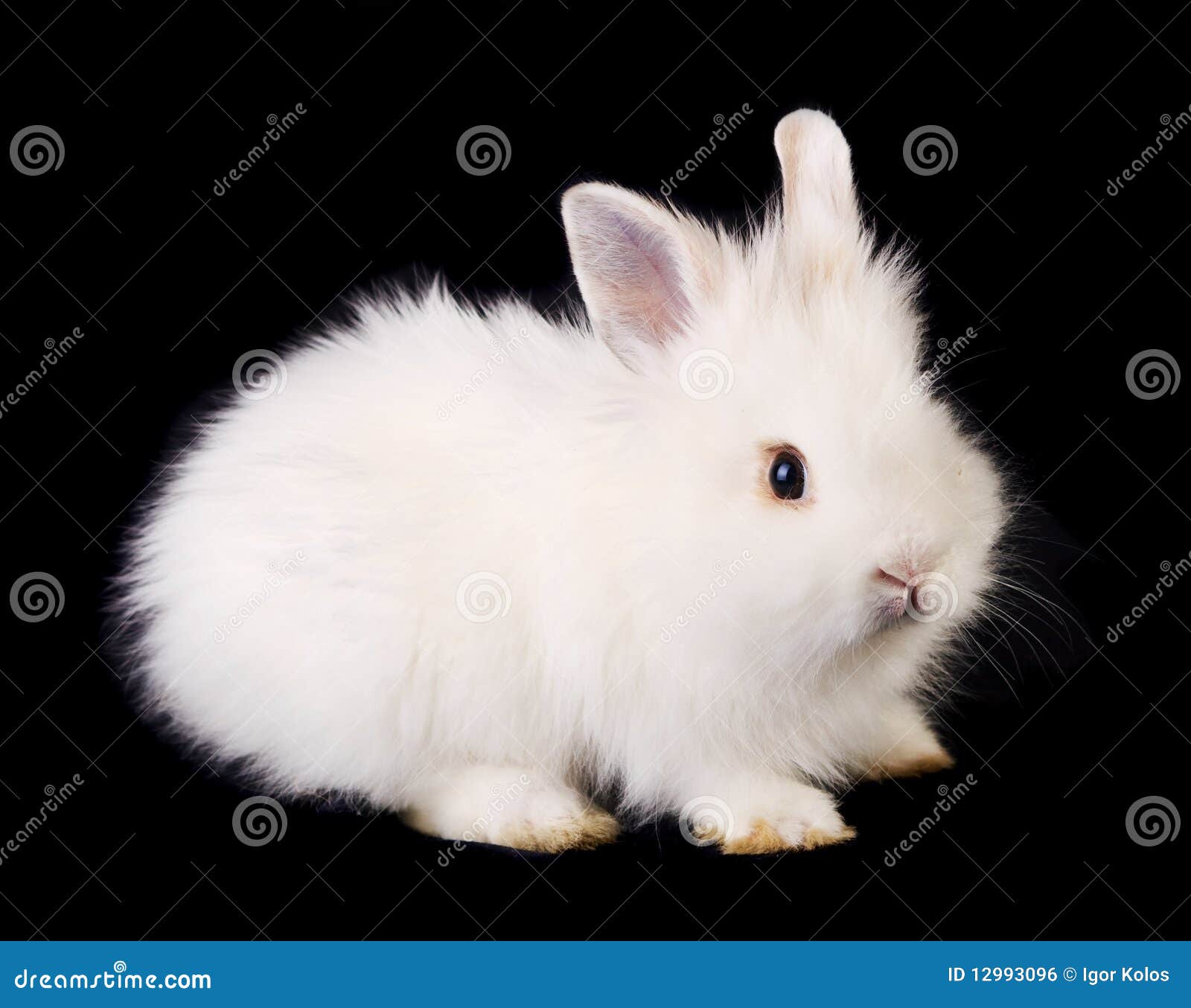 Coniglio bianco fotografia stock. Immagine di coniglio - 12993096