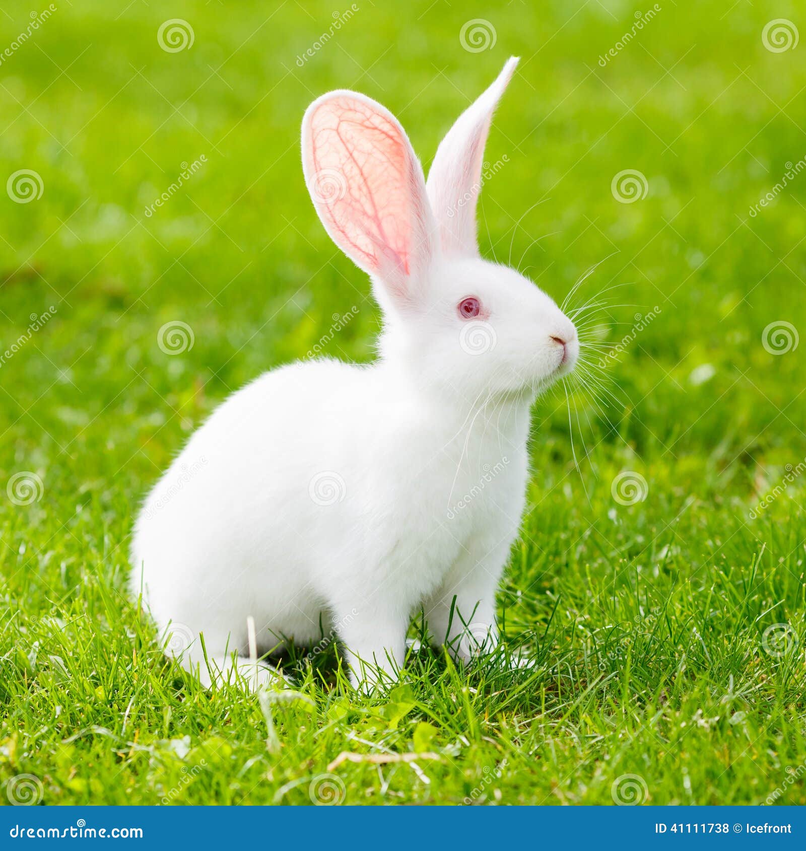 Coniglio bianco fotografia stock. Immagine di verde, coniglietto - 41111738