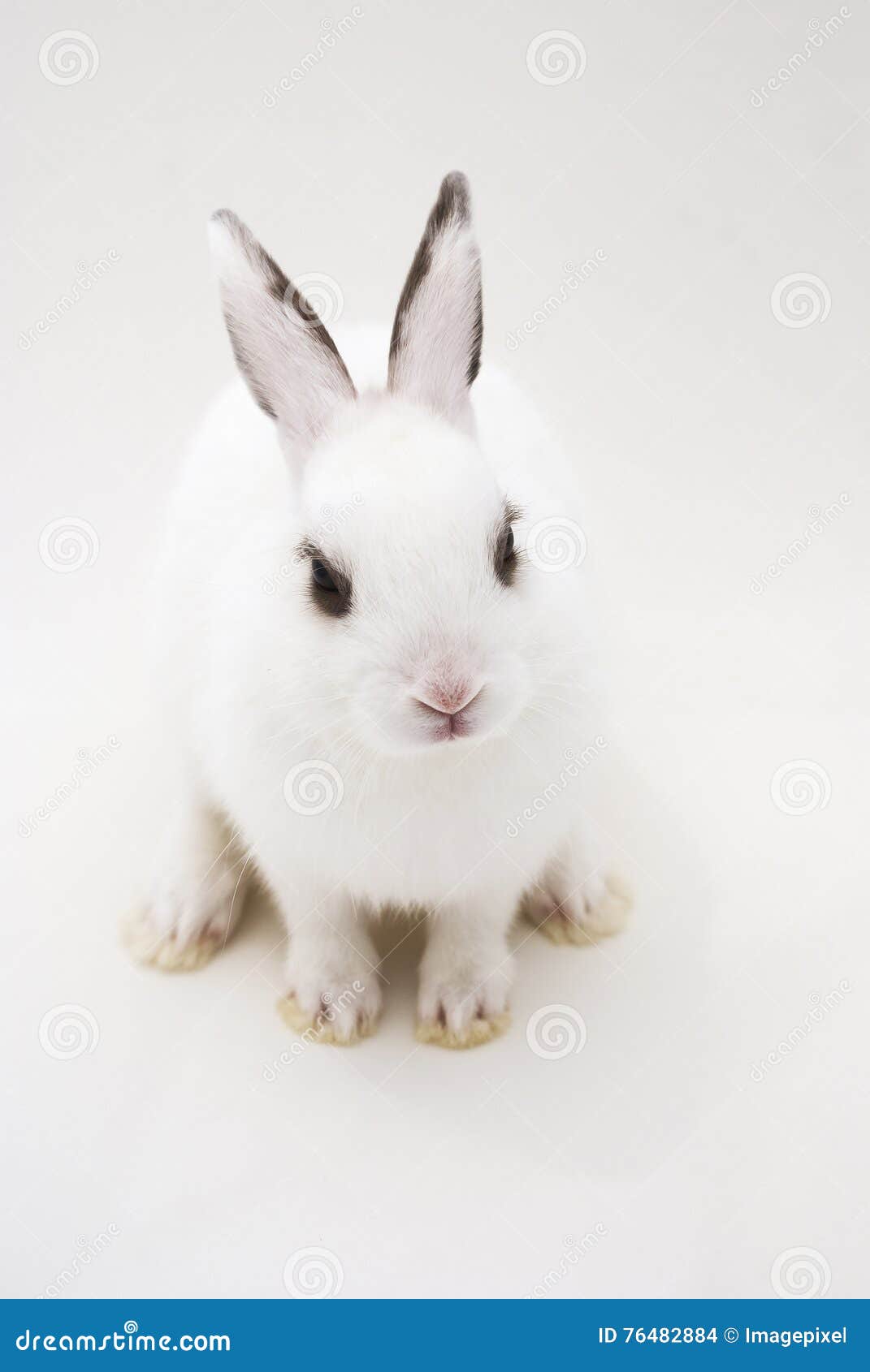 Coniglio bianco fotografia stock. Immagine di lanuginoso - 76482884
