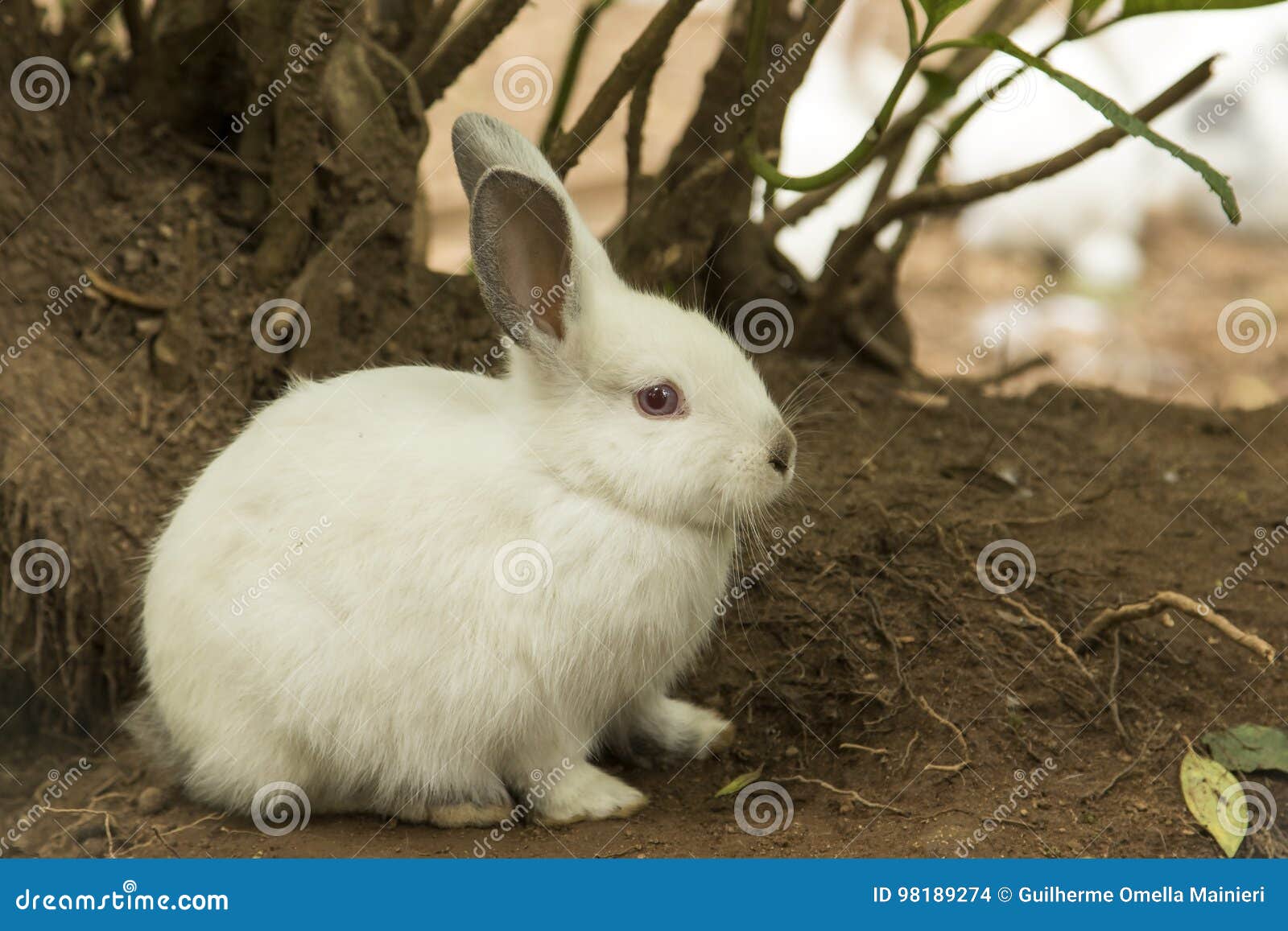 Coniglio Bianco Con L'occhi Rossi Fotografia Stock - Immagine di ...