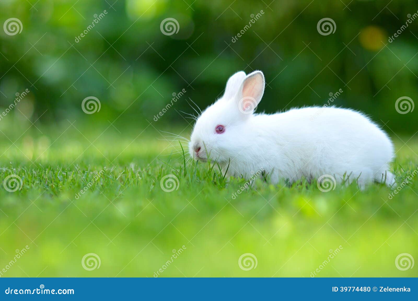 Coniglio Bianco Del Bambino in Erba Fotografia Stock - Immagine di ...