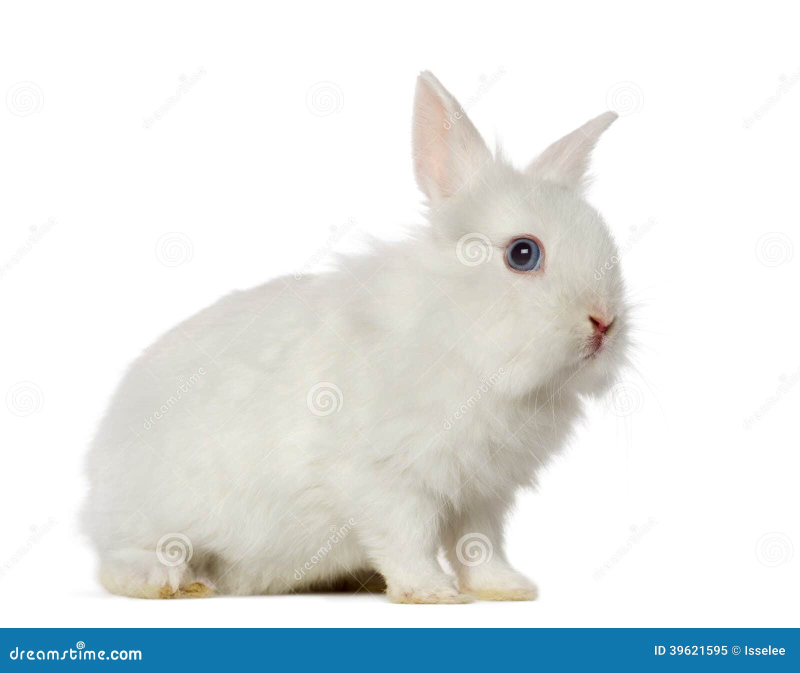 Coniglio Bianco, Isolato Su Bianco Immagine Stock - Immagine di ...