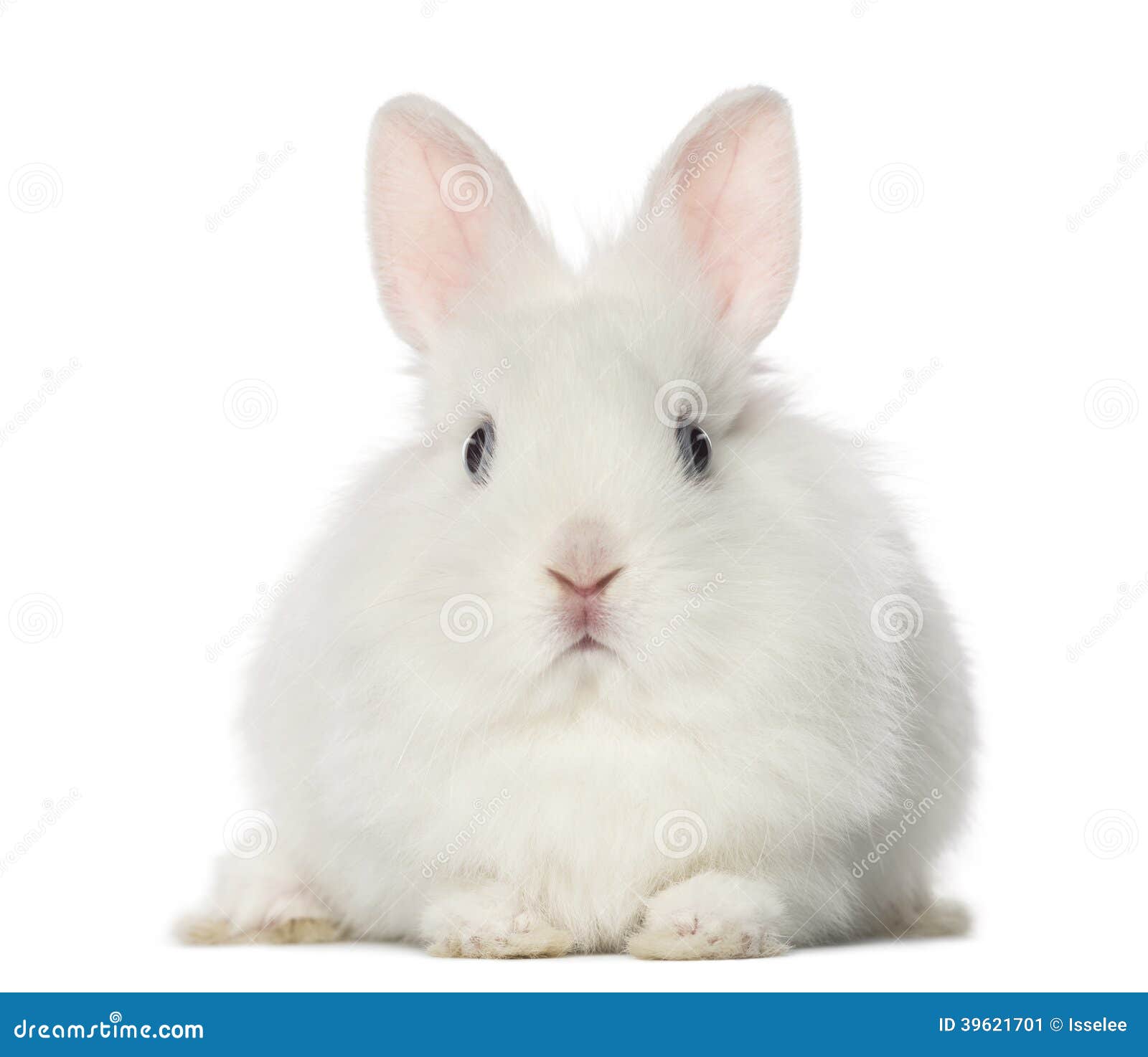 Coniglio Bianco, Isolato Su Bianco Immagine Stock - Immagine di ...