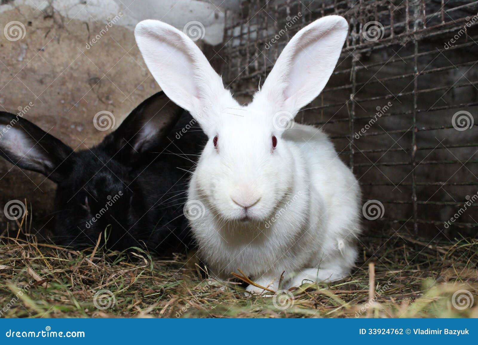Coniglio Bianco in Una Gabbia Fotografia Stock - Immagine di concetti ...
