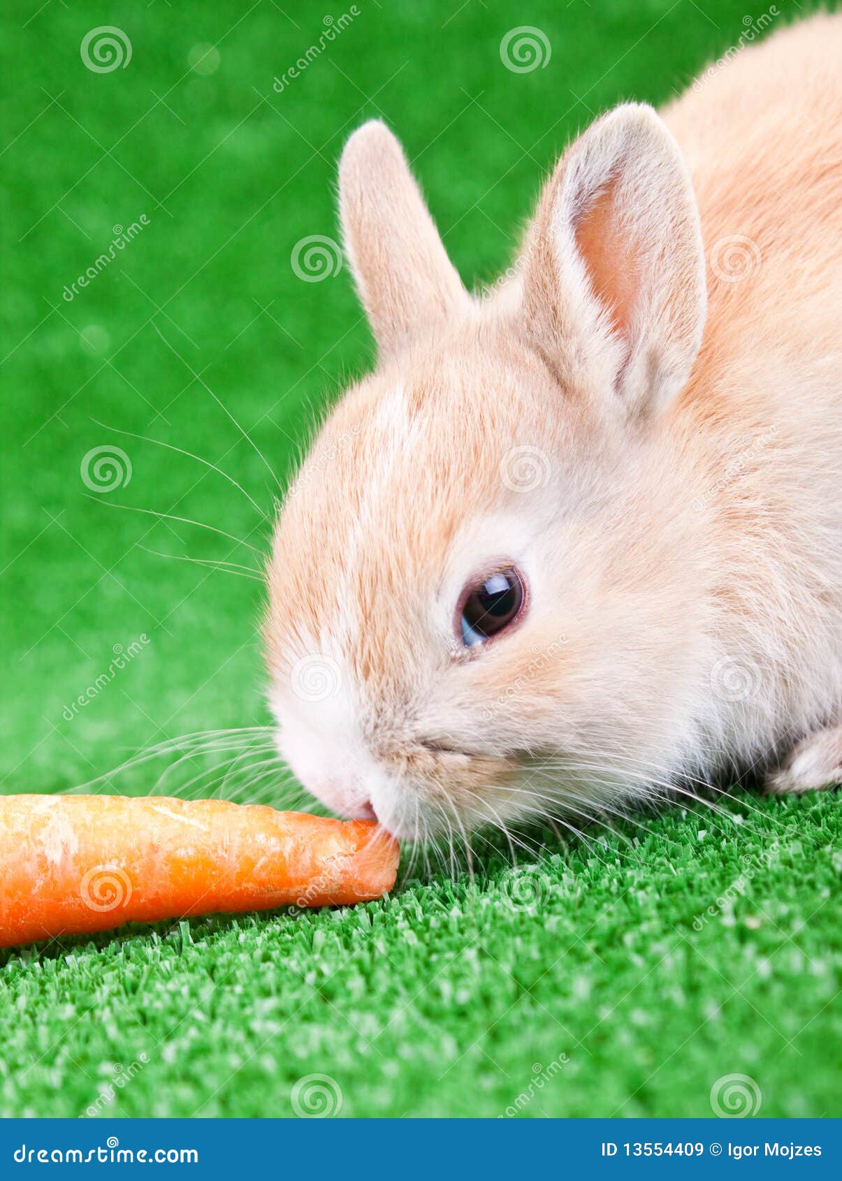 Coniglio che mangia carota immagine stock. Immagine di animale - 13554409