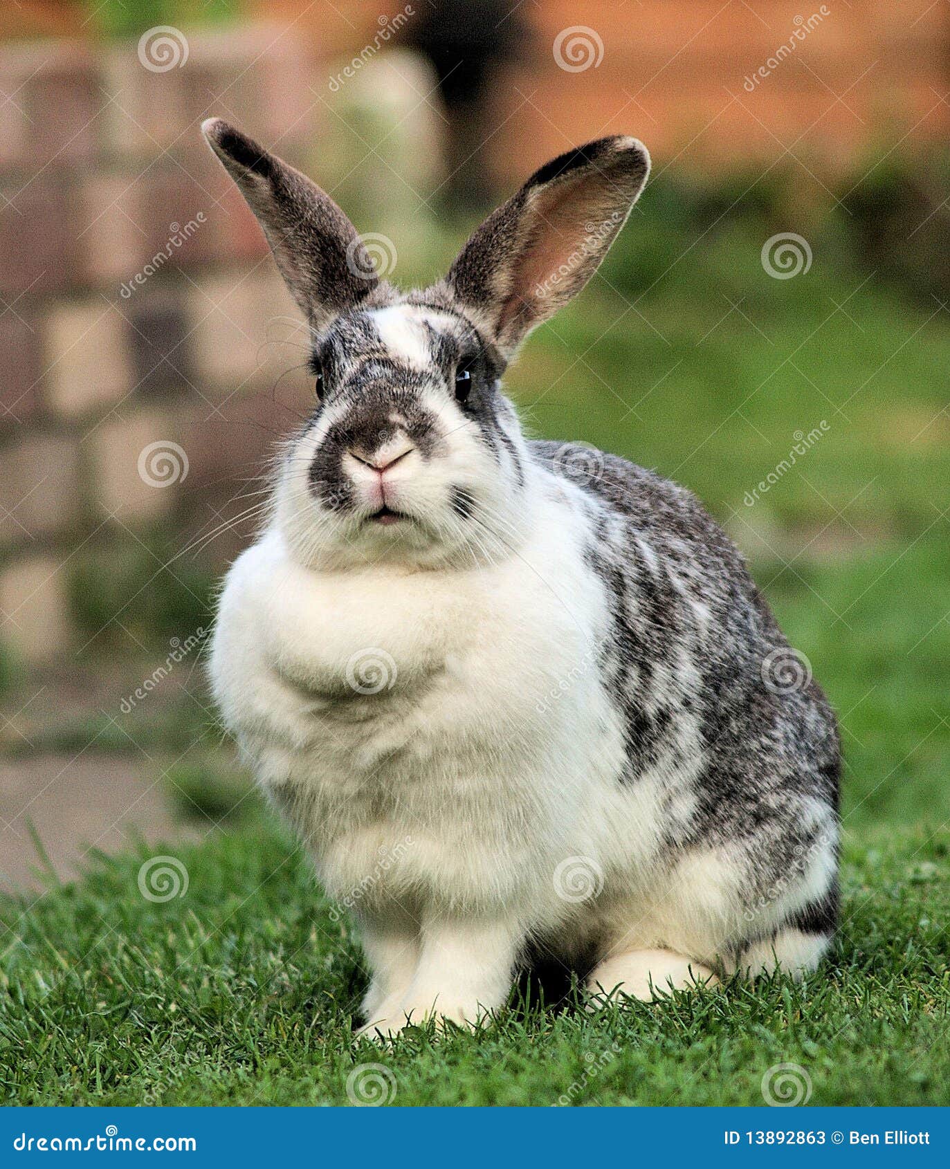 Coniglio Dell'animale Domestico Immagine Stock - Immagine di pelliccia ...