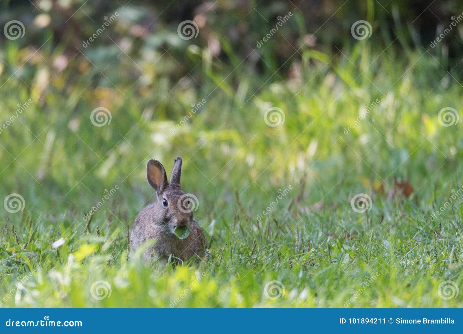 Coniglio europeo immagine stock. Immagine di timido - 101894211