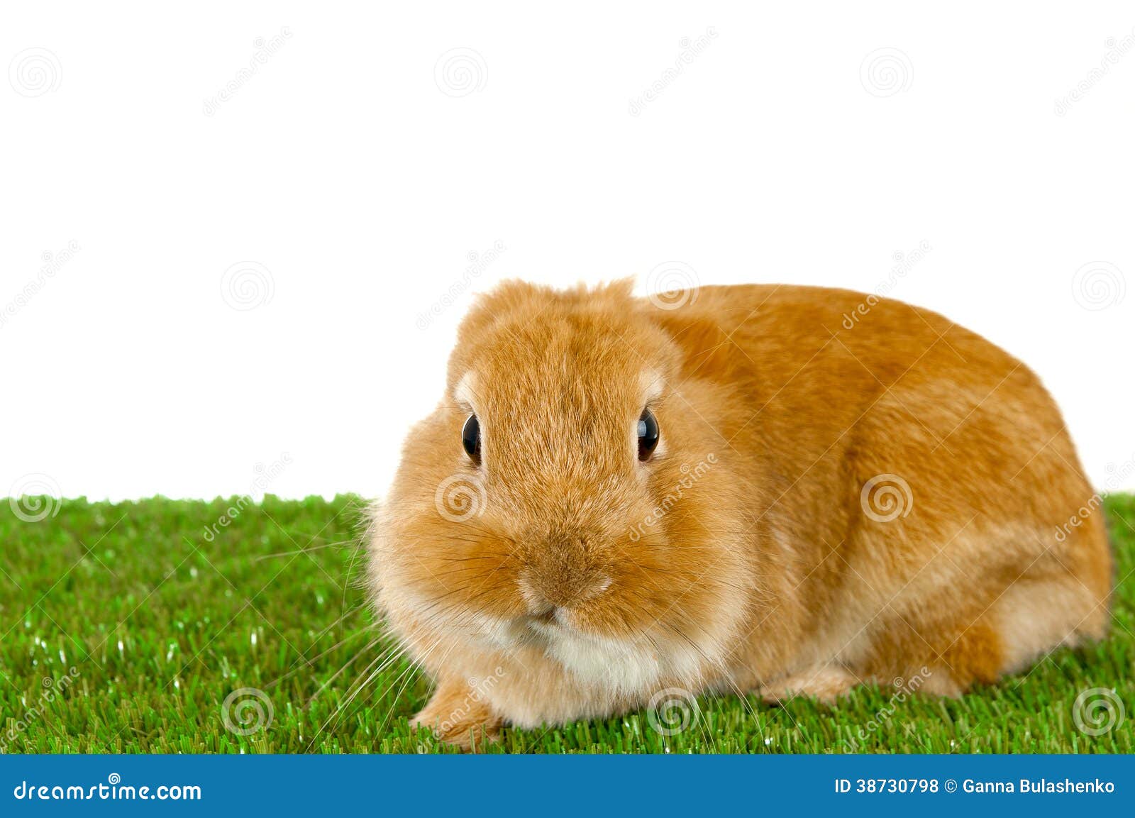 Coniglio Marrone Dell'animale Domestico. Fotografia Stock - Immagine di ...