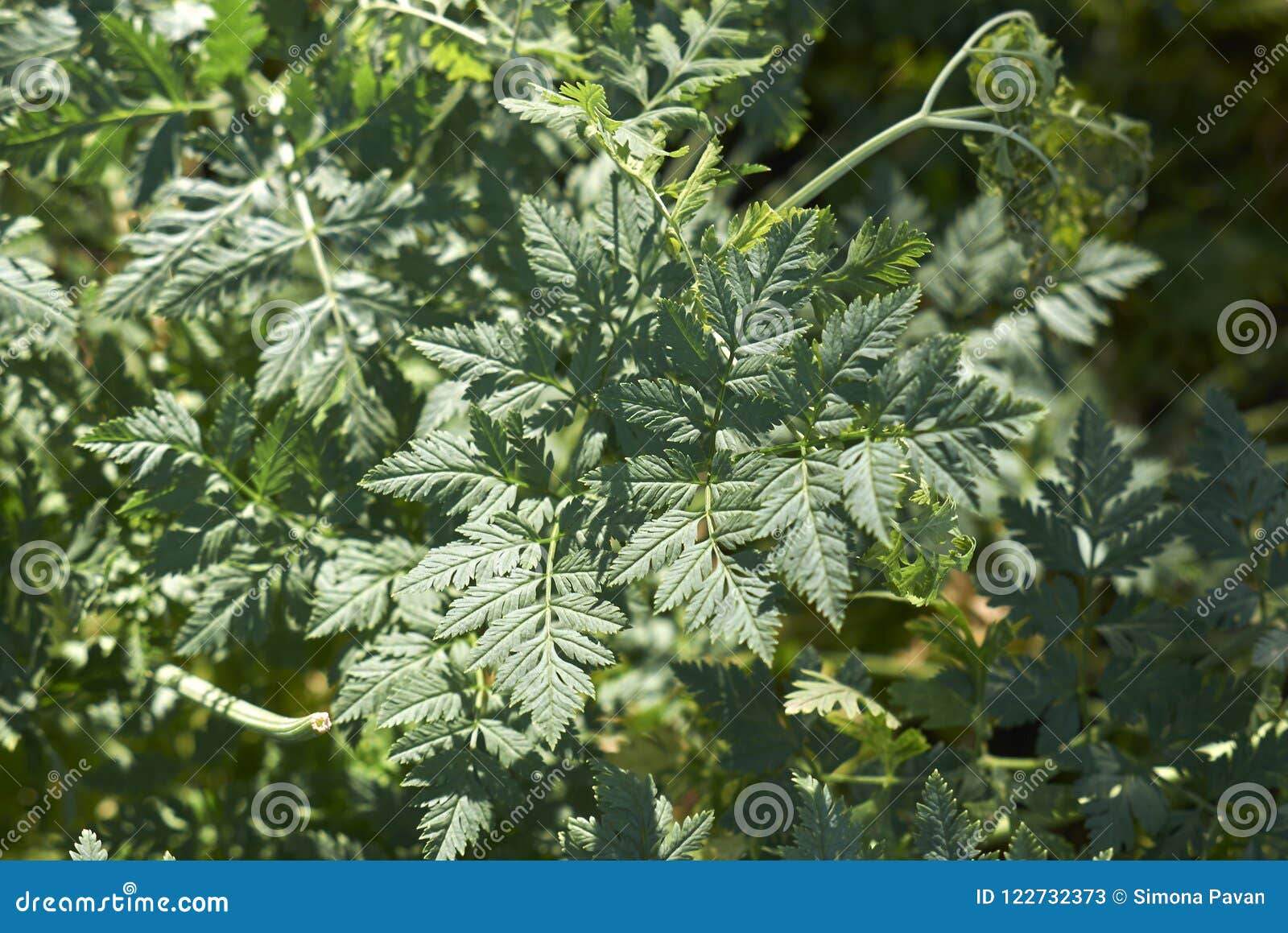 Conium maculatum plant stock image. Image of toxicity - 122732373