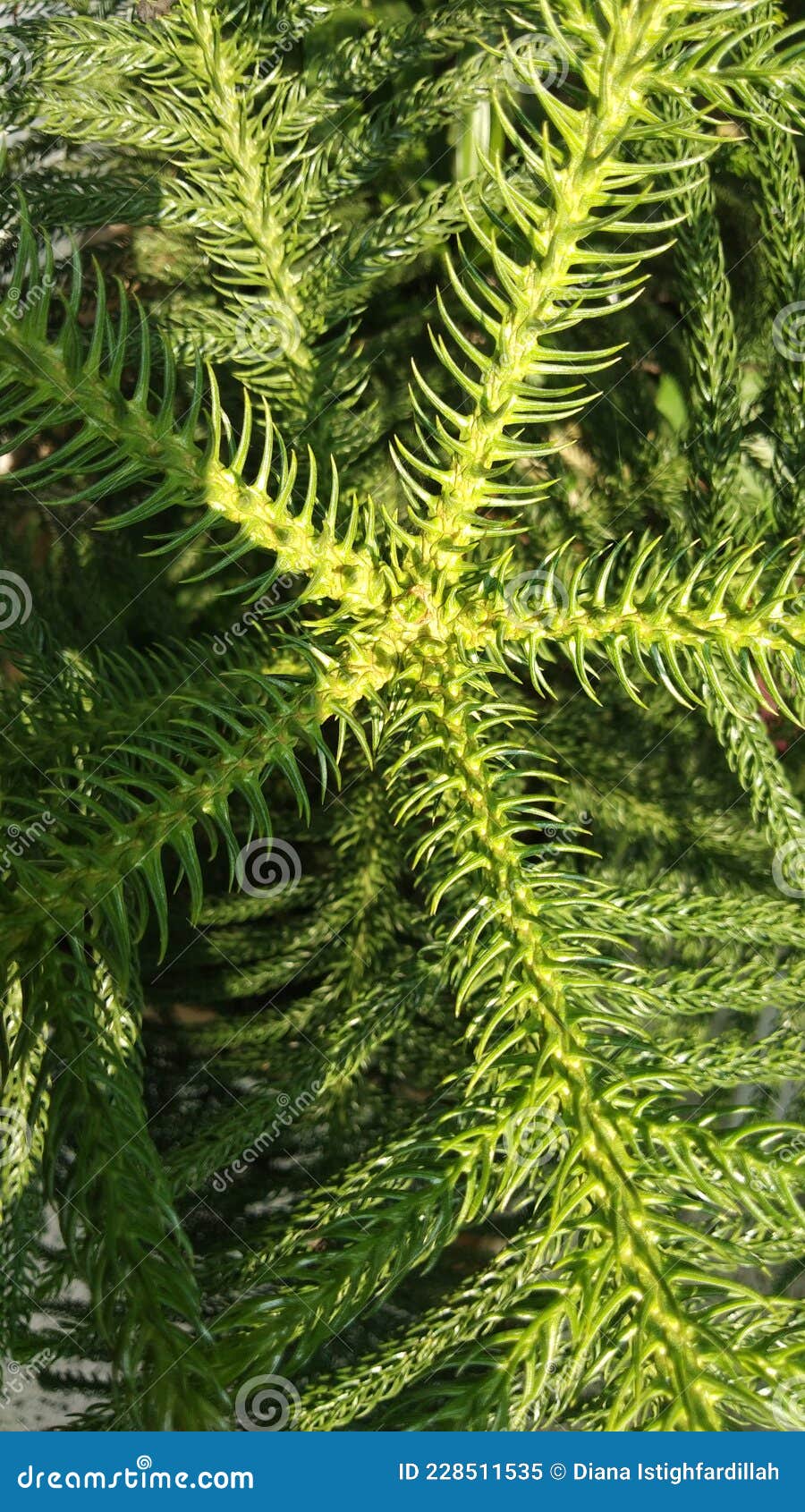 Coniver Tree in the Morning Stock Image - Image of evergreen, plant ...