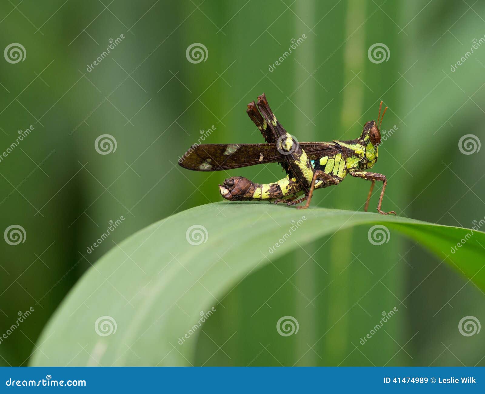 Conjoined Spot Monkey Grasshopper (Erianthus Serratus) Stock Image ...