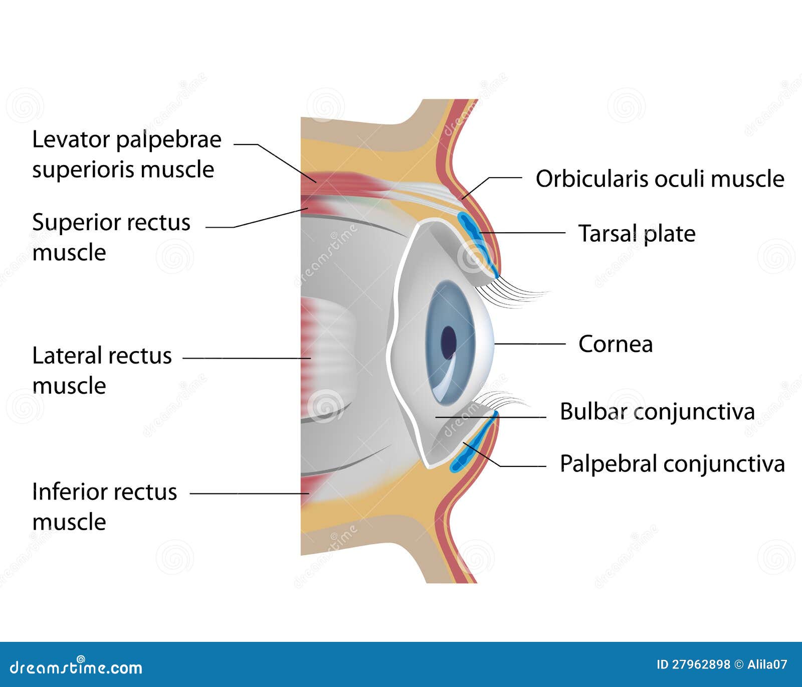 Conjonctive d'oeil illustration de vecteur. Illustration du conjonctive ...