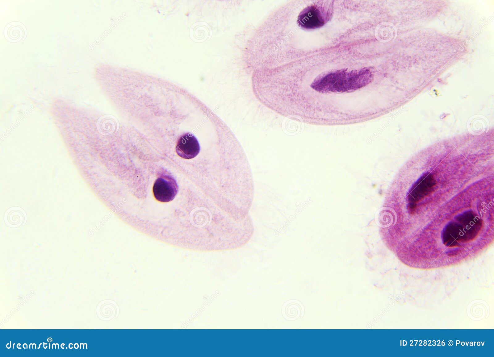 Conjugaison De Paramécie Sous Le Microscope Photo stock - Image du ...