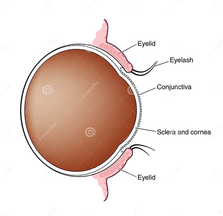 Conjunctiva of the eye stock vector. Illustration of eyelid - 13748737